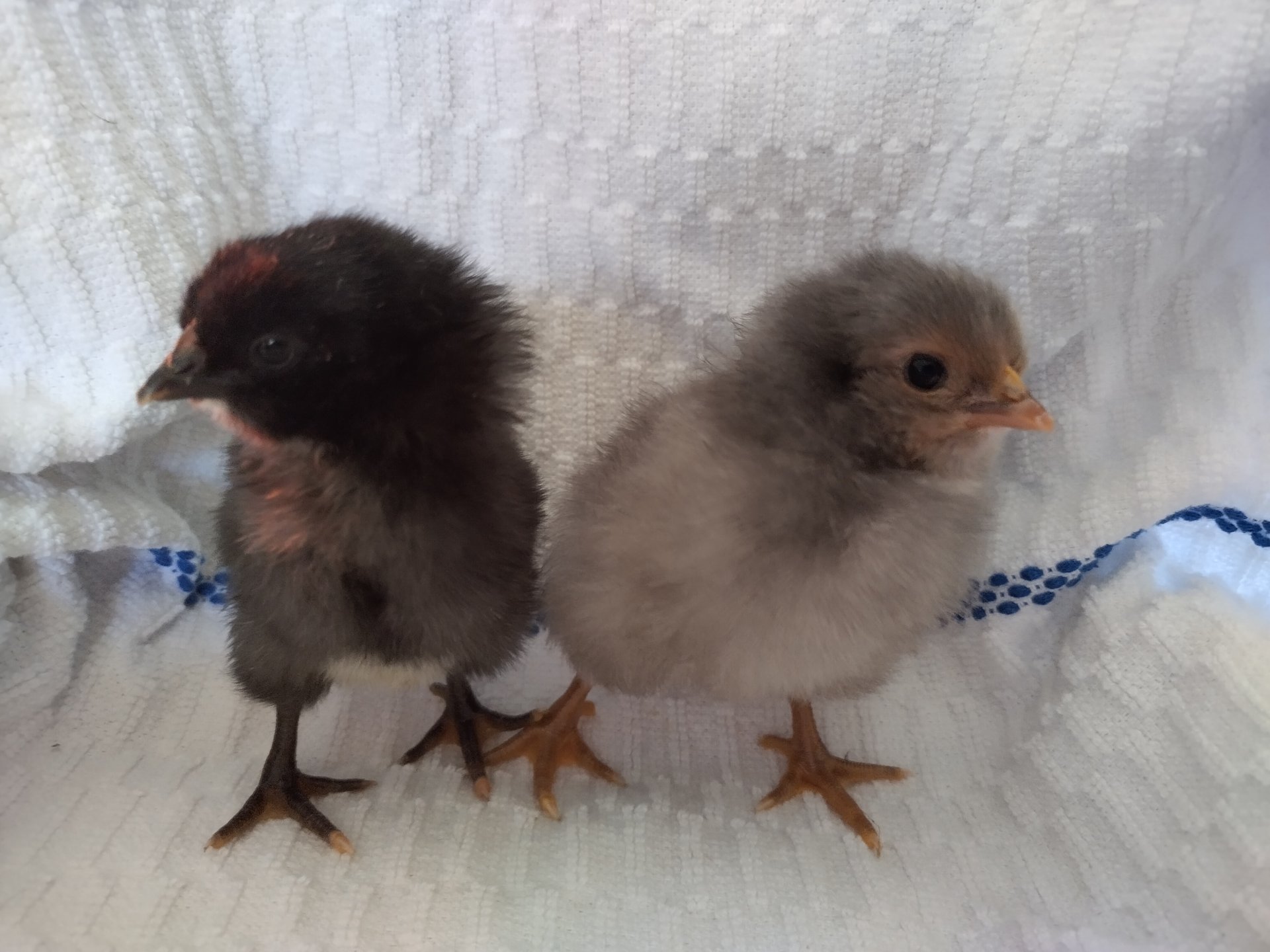 Barnyard mix chicks on Farmish