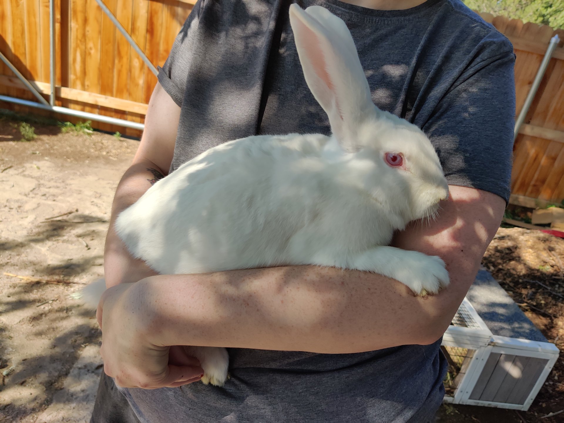 Albino bunnies on Farmish