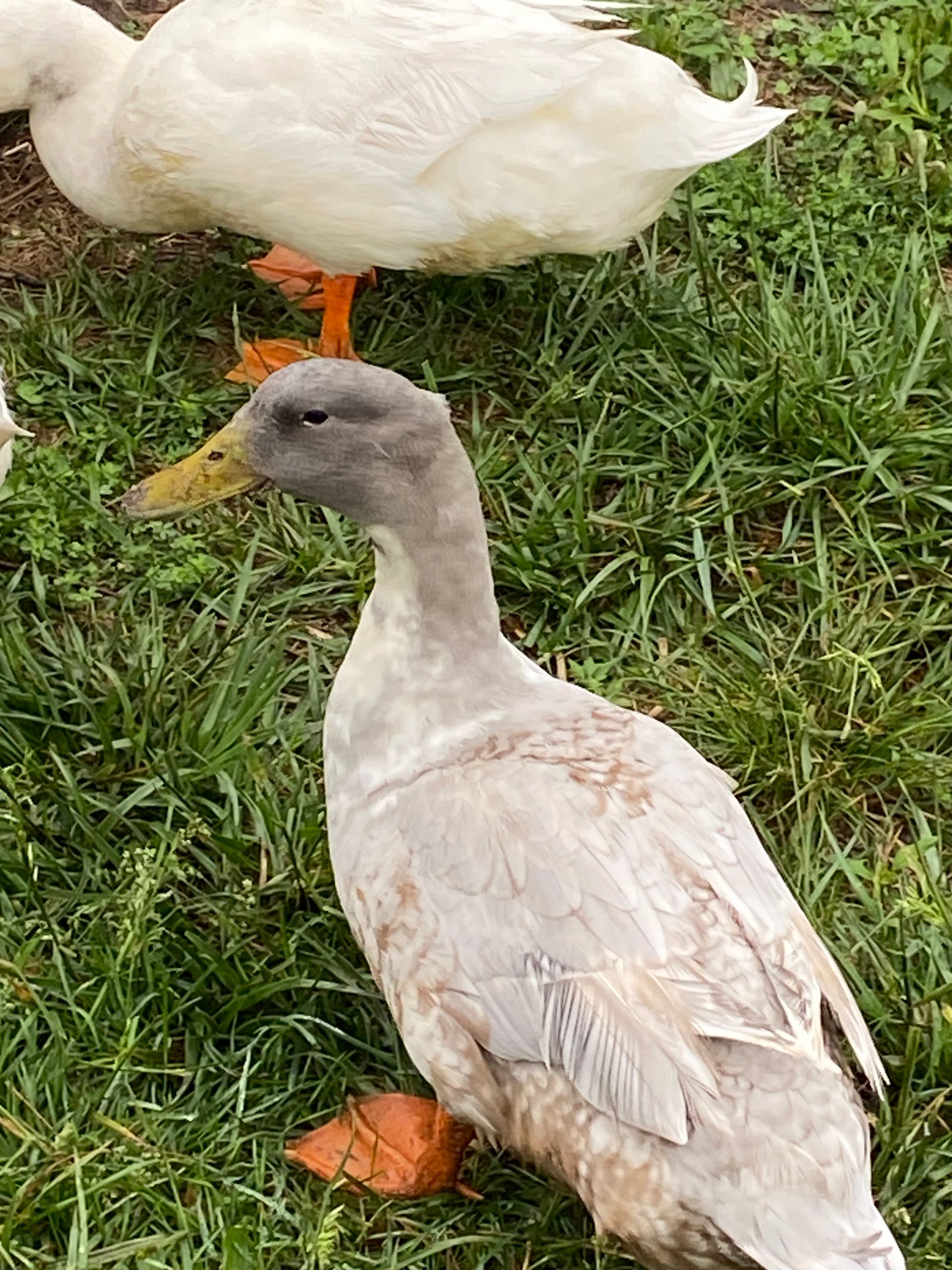 Toulouse Goose & 3 Ducks on Farmish