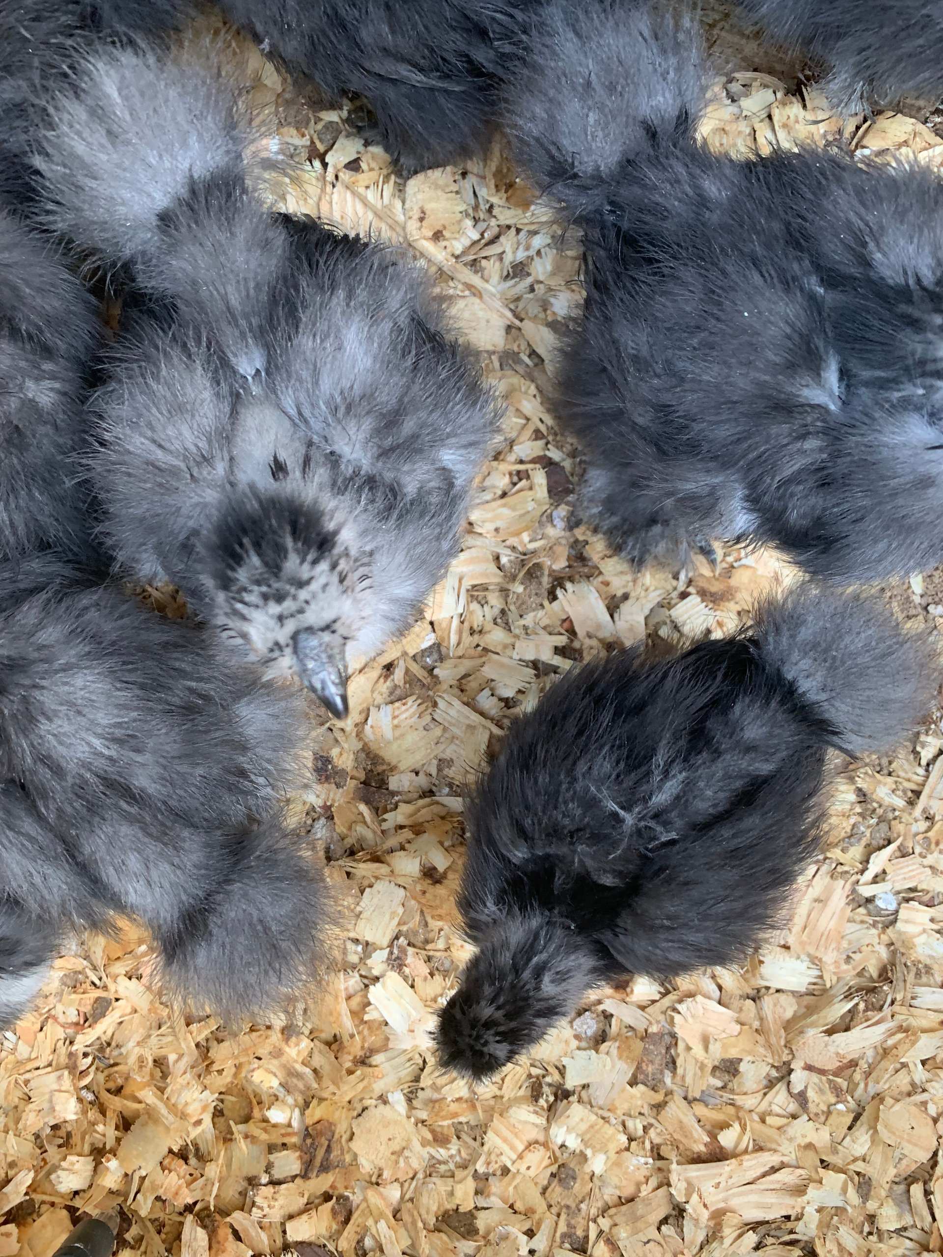 Silkies Assorted colors and ages on Farmish