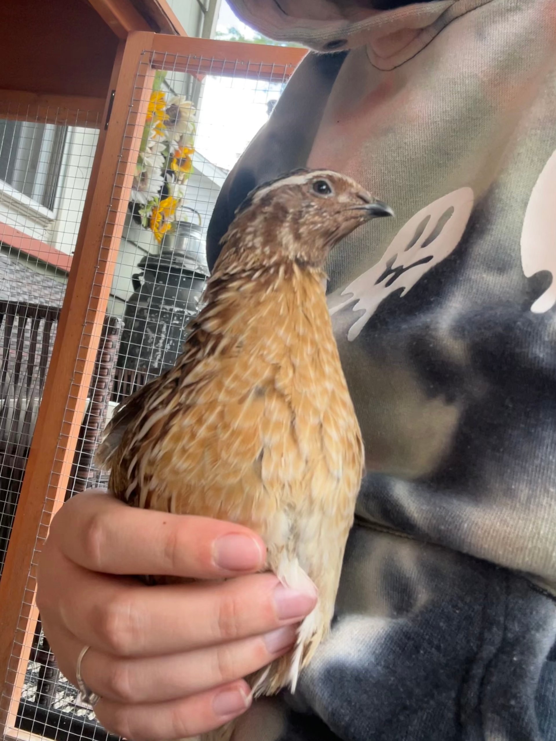 Jumbo Coturnix Quail Roosters on Farmish