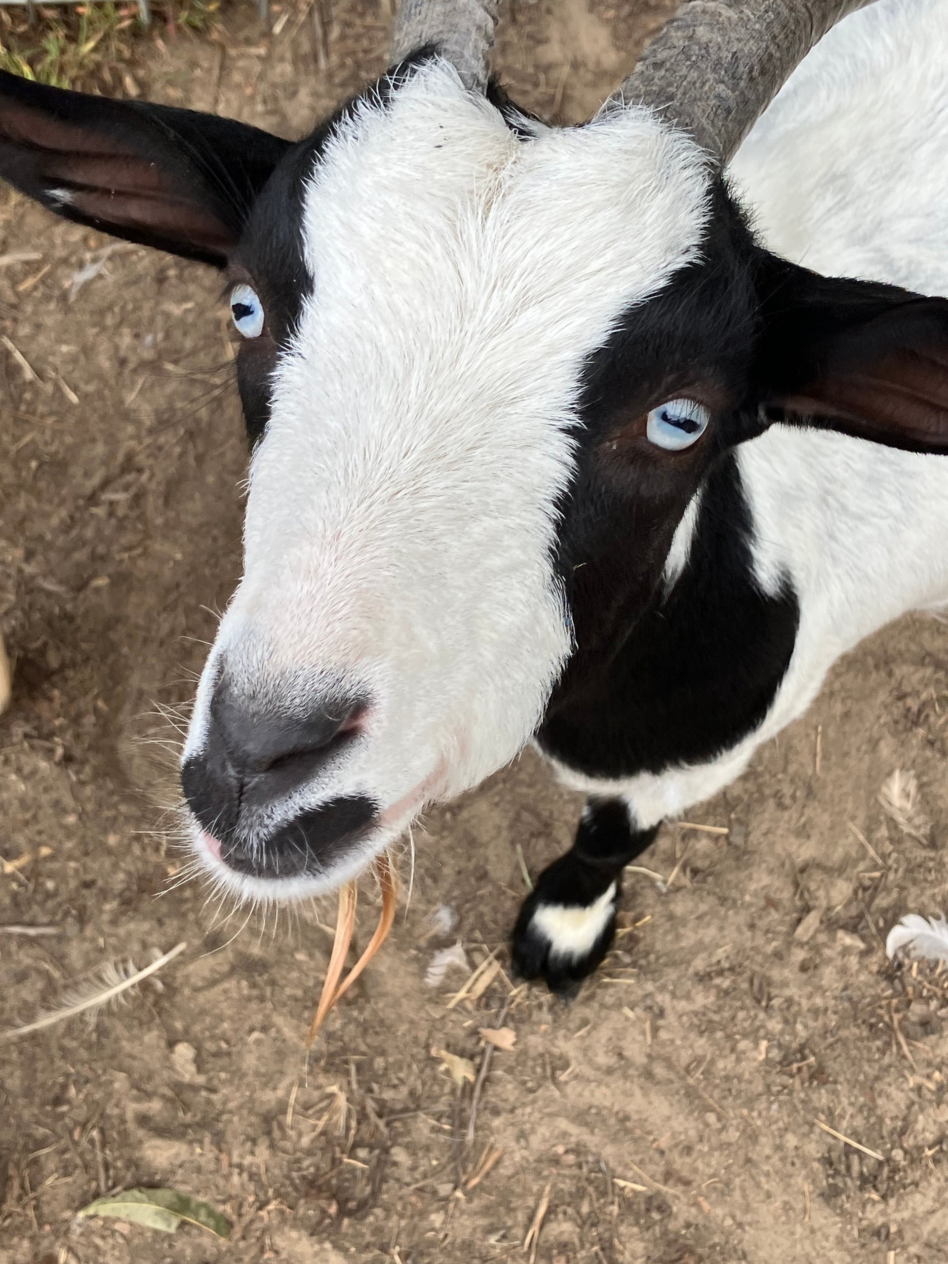 Nigerian/Pygmy doe and doeling on Farmish