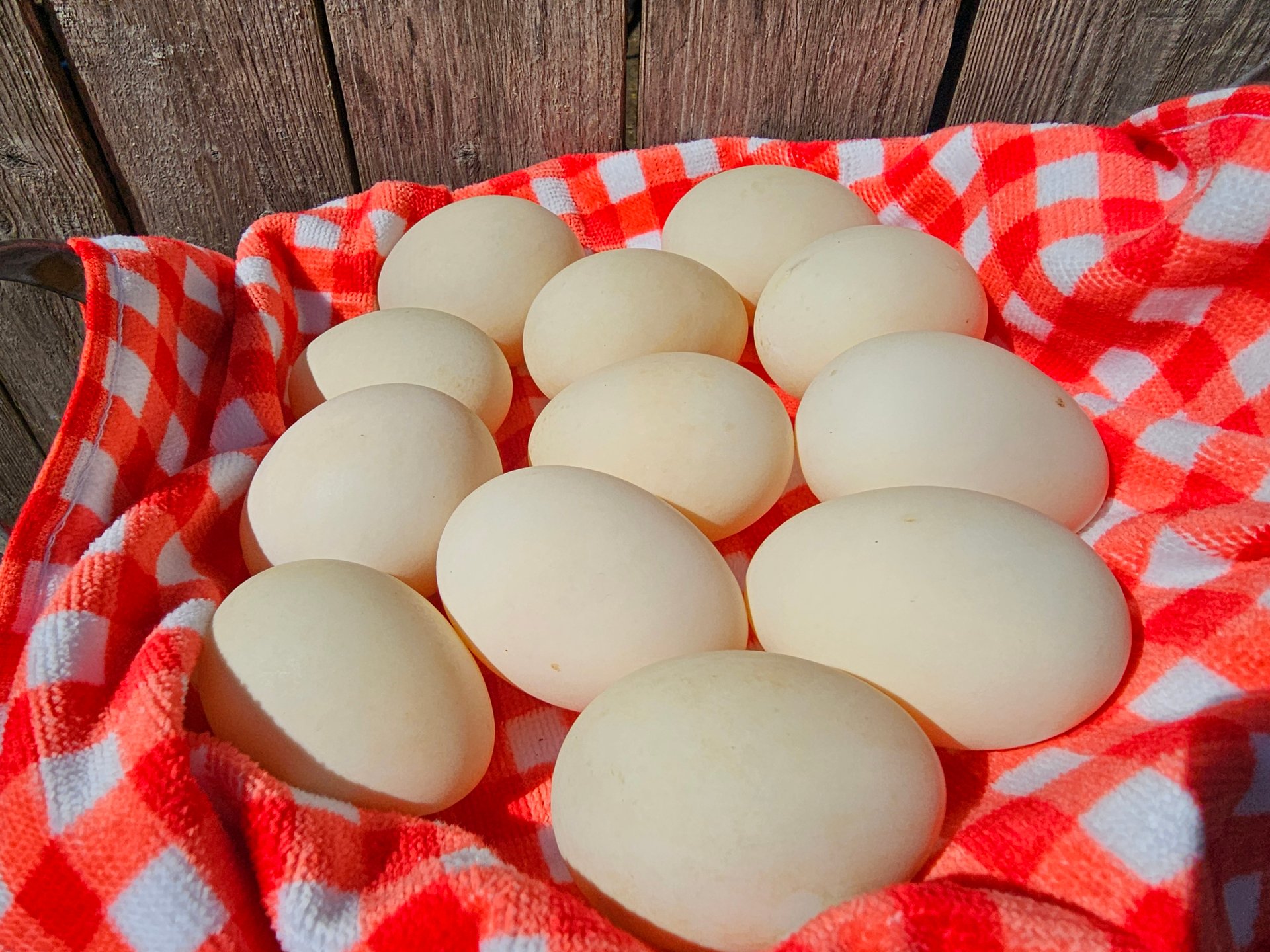 Farm Fresh Duck Eggs on Farmish