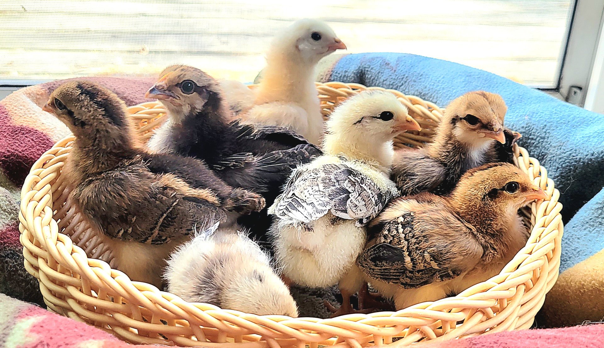 3 week old easter eggers, turken, Belgian game fowl chicks on Farmish