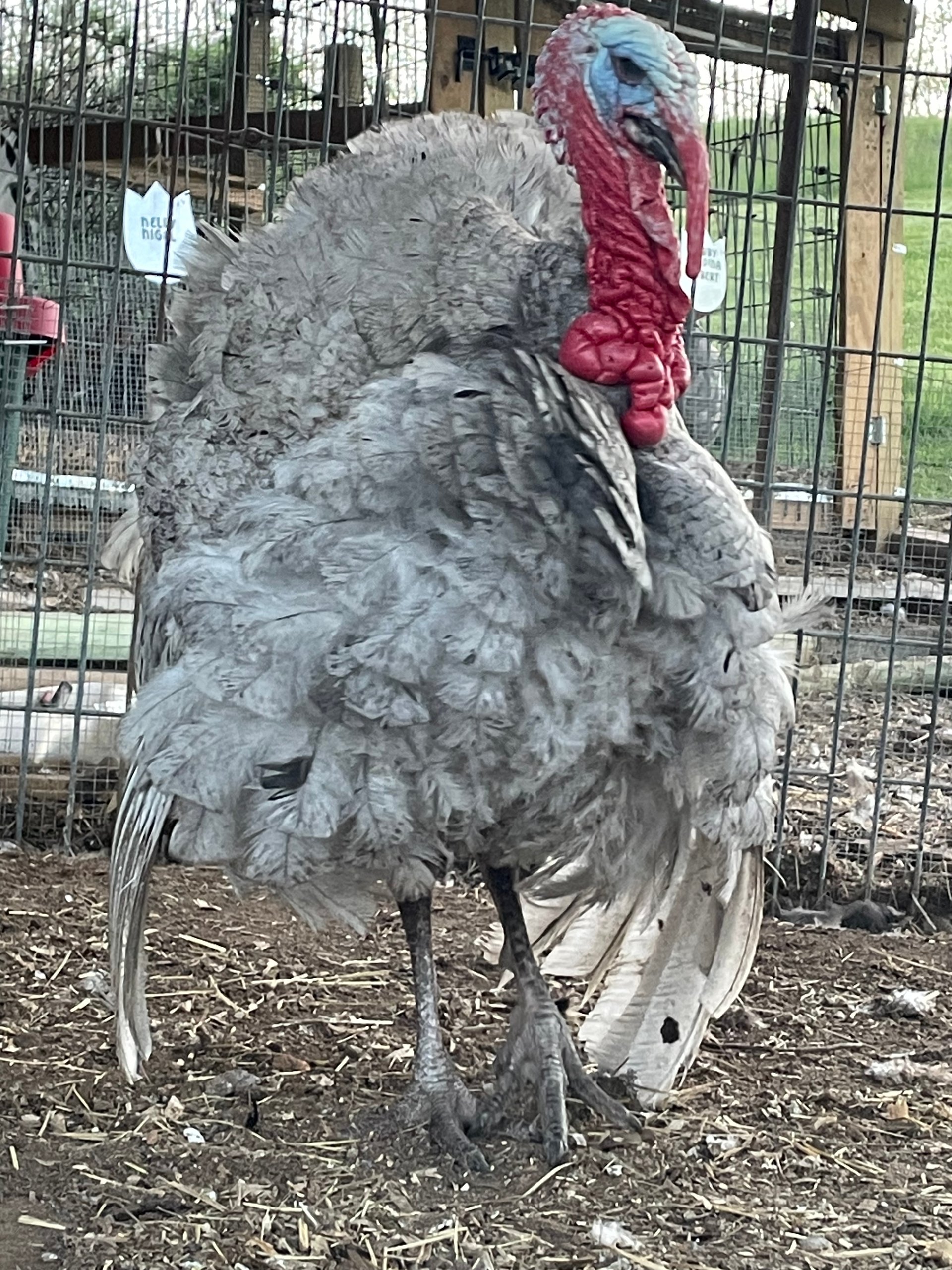 Turkey toms on Farmish