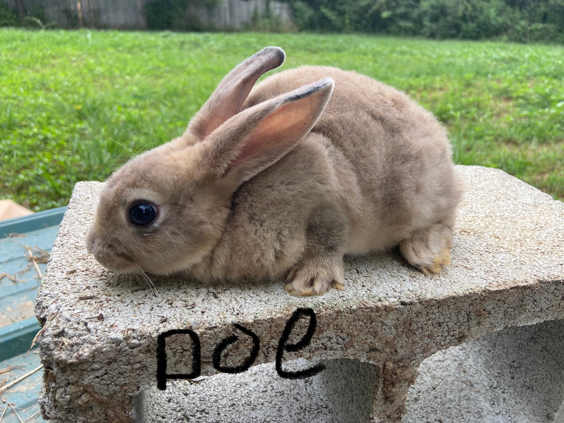 Standard Rex Rabbits on Farmish