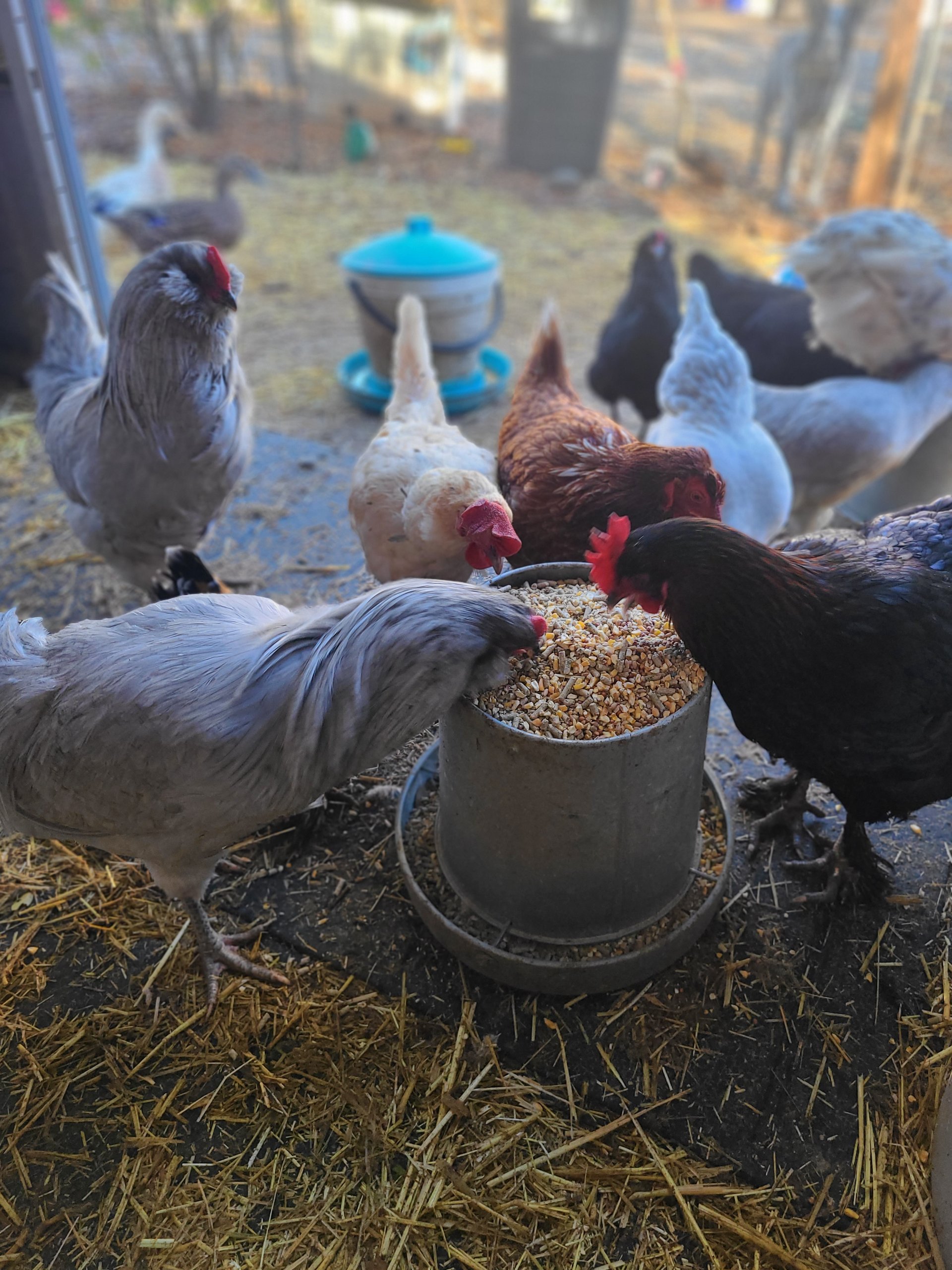 Barnyard Mix Hatching Eggs on Farmish