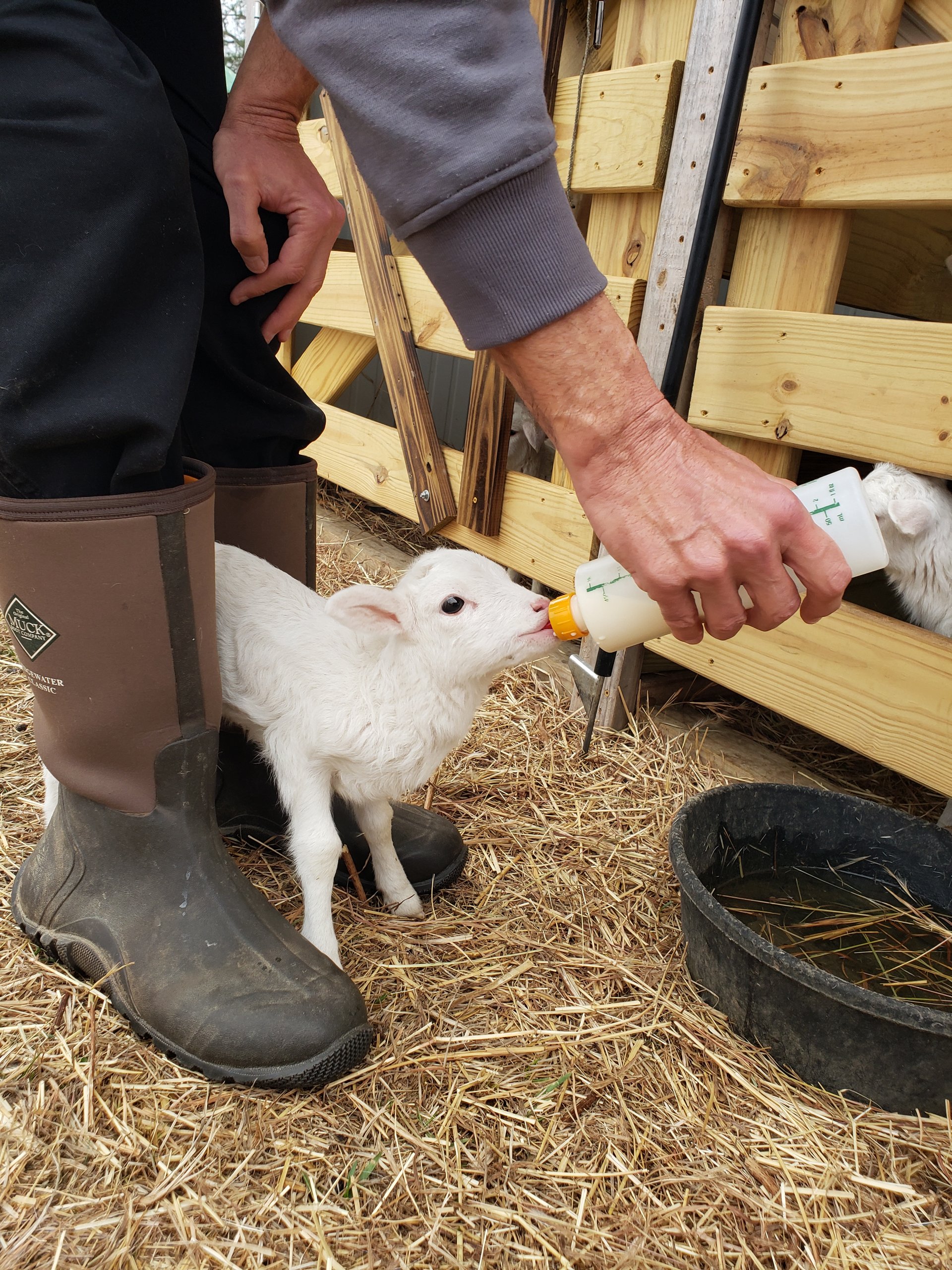 bottle baby rams on Farmish