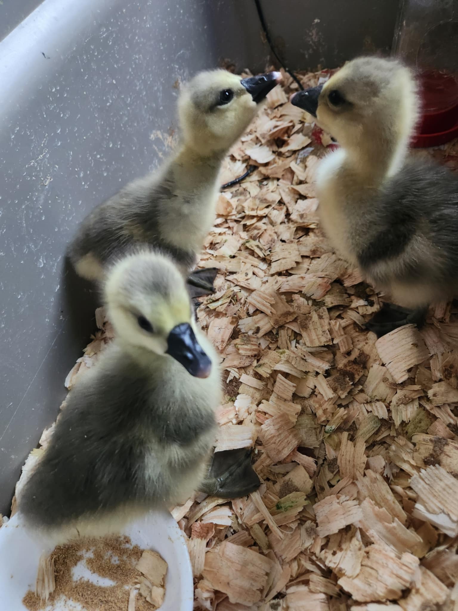 African Geese Goslings on Farmish