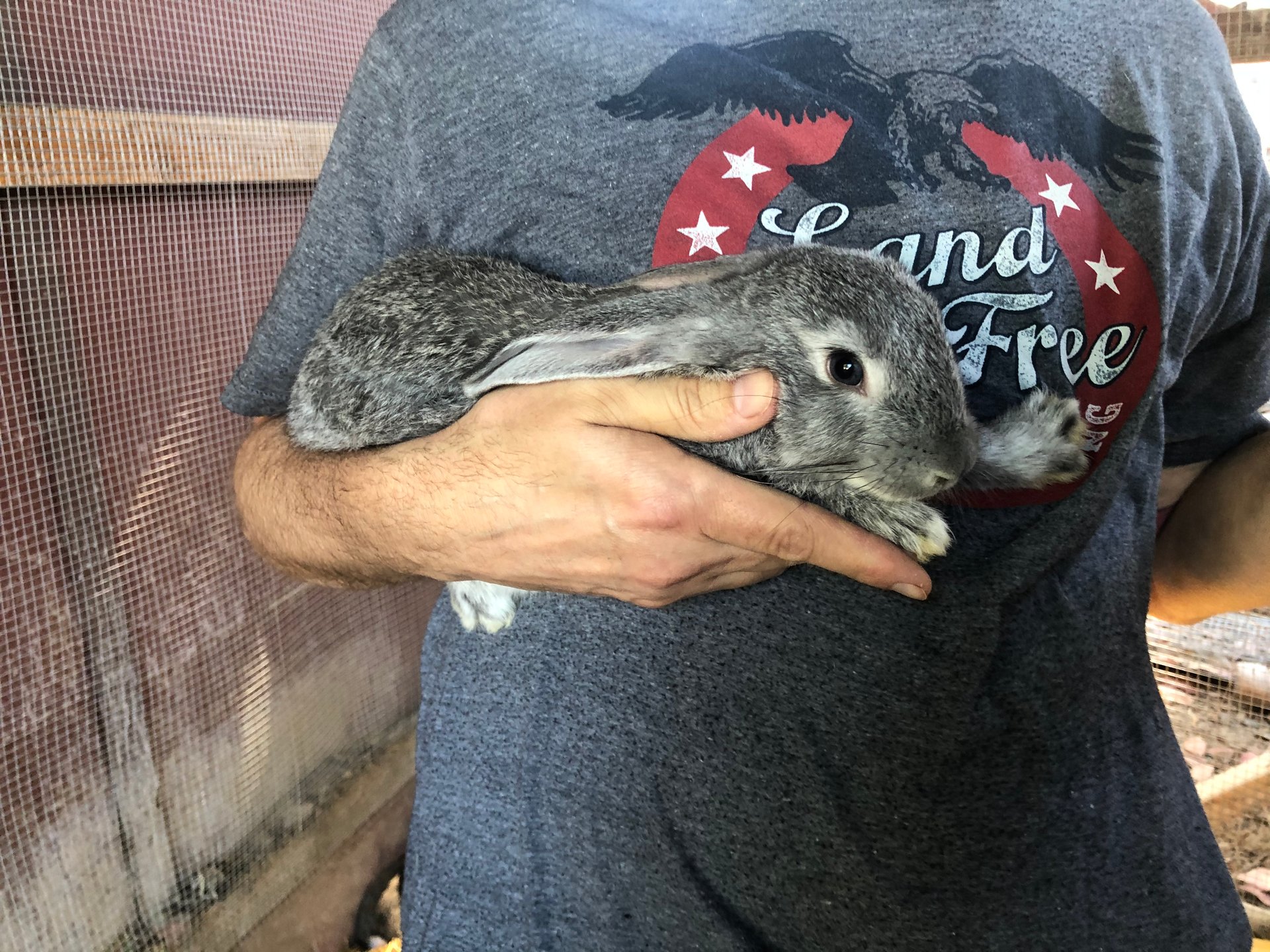 Flemish Giant Rabbits on Farmish