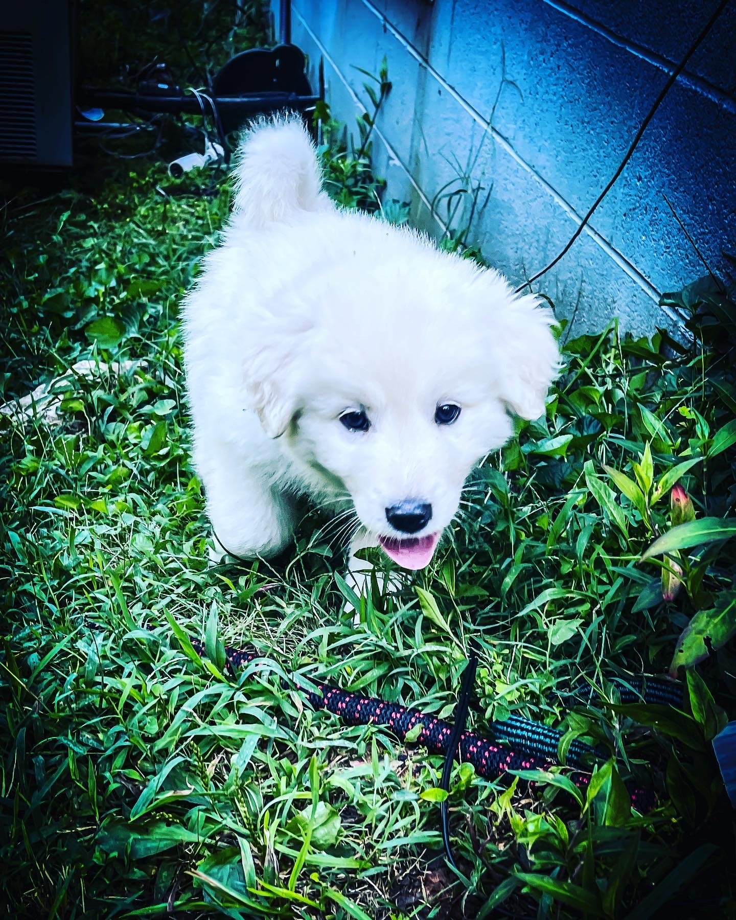 Great Pyrenees / Kangal Cross Livestock Guardian Puppies on Farmish