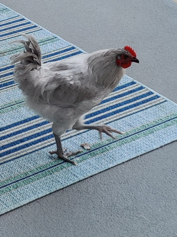 Lavender Orphington Rooster on Farmish