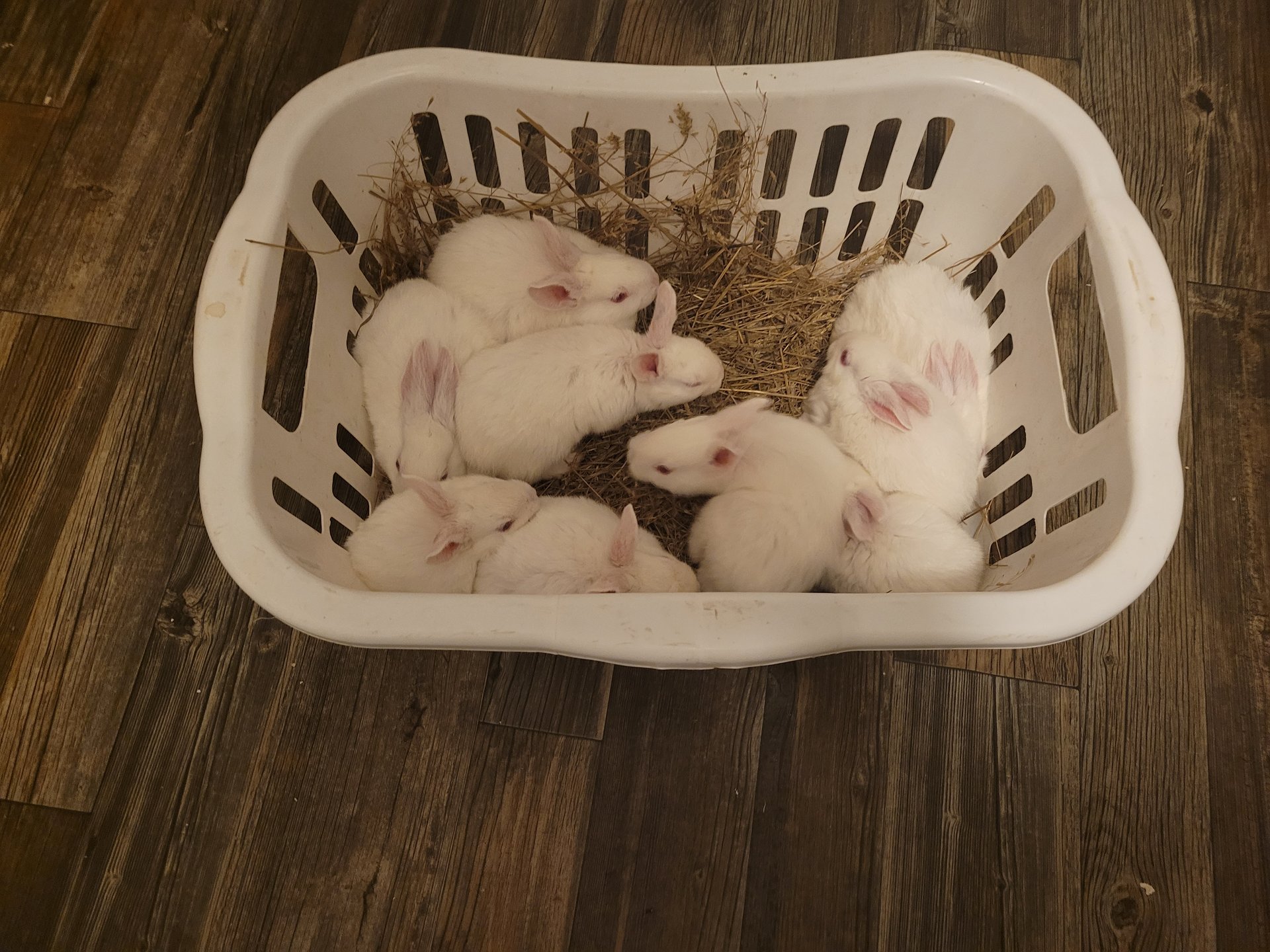 Live meat rabbits 6 weeks old New Zealand whites on Farmish