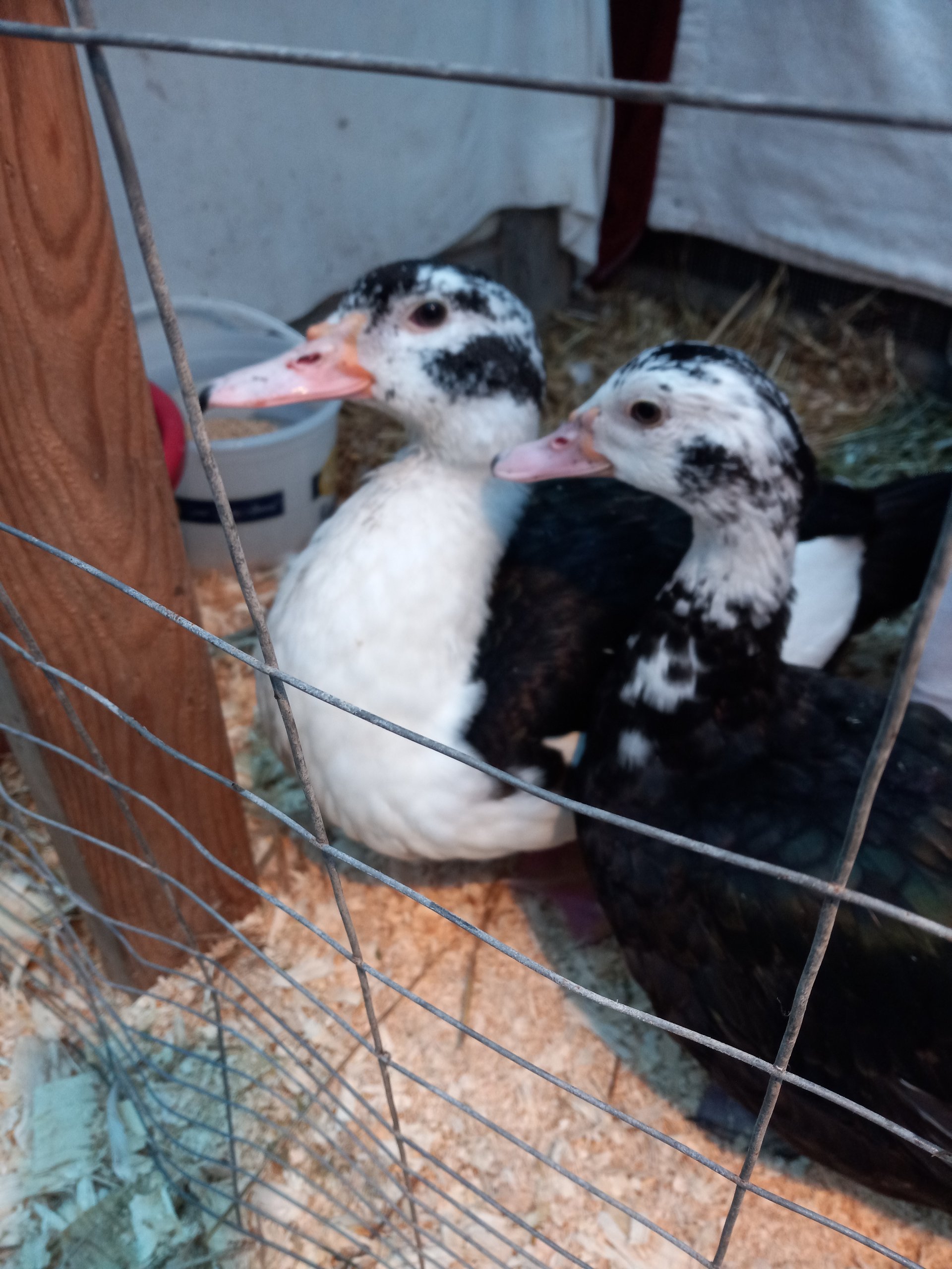 Two Muscovy Ducks on Farmish