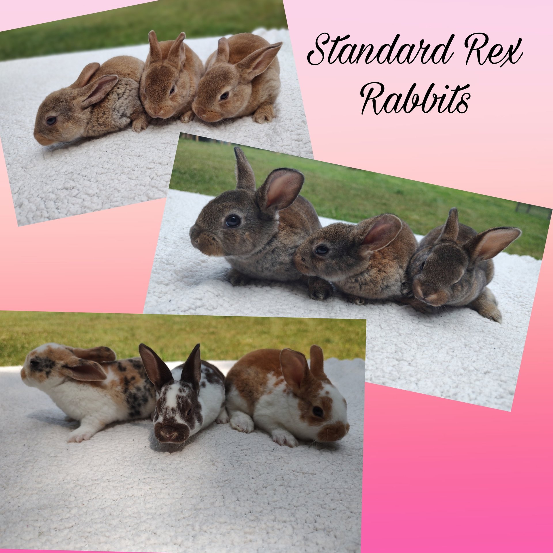 Pedigree Standard Rex Rabbits on Farmish