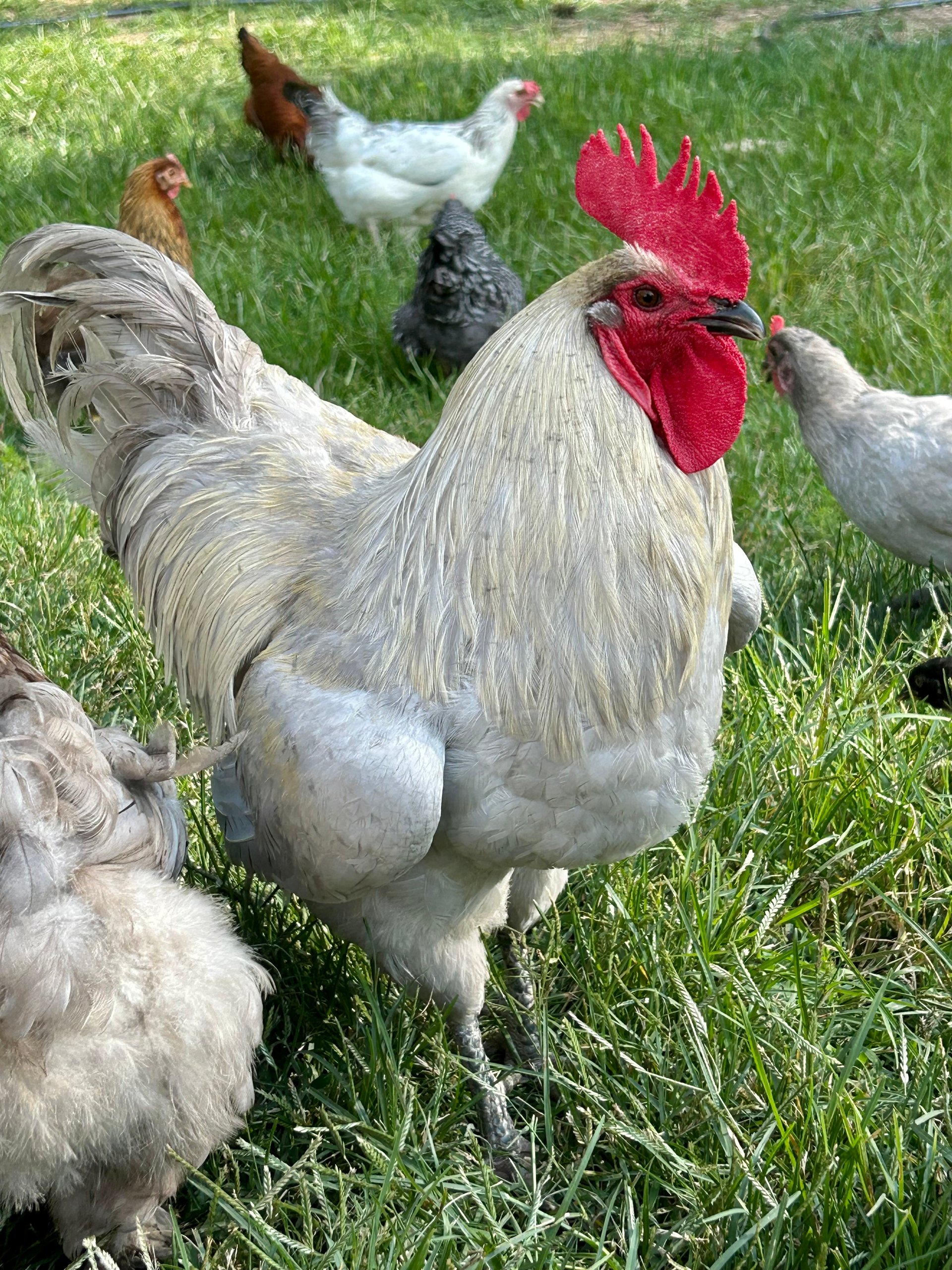 Lavender Orpington Rooster on Farmish