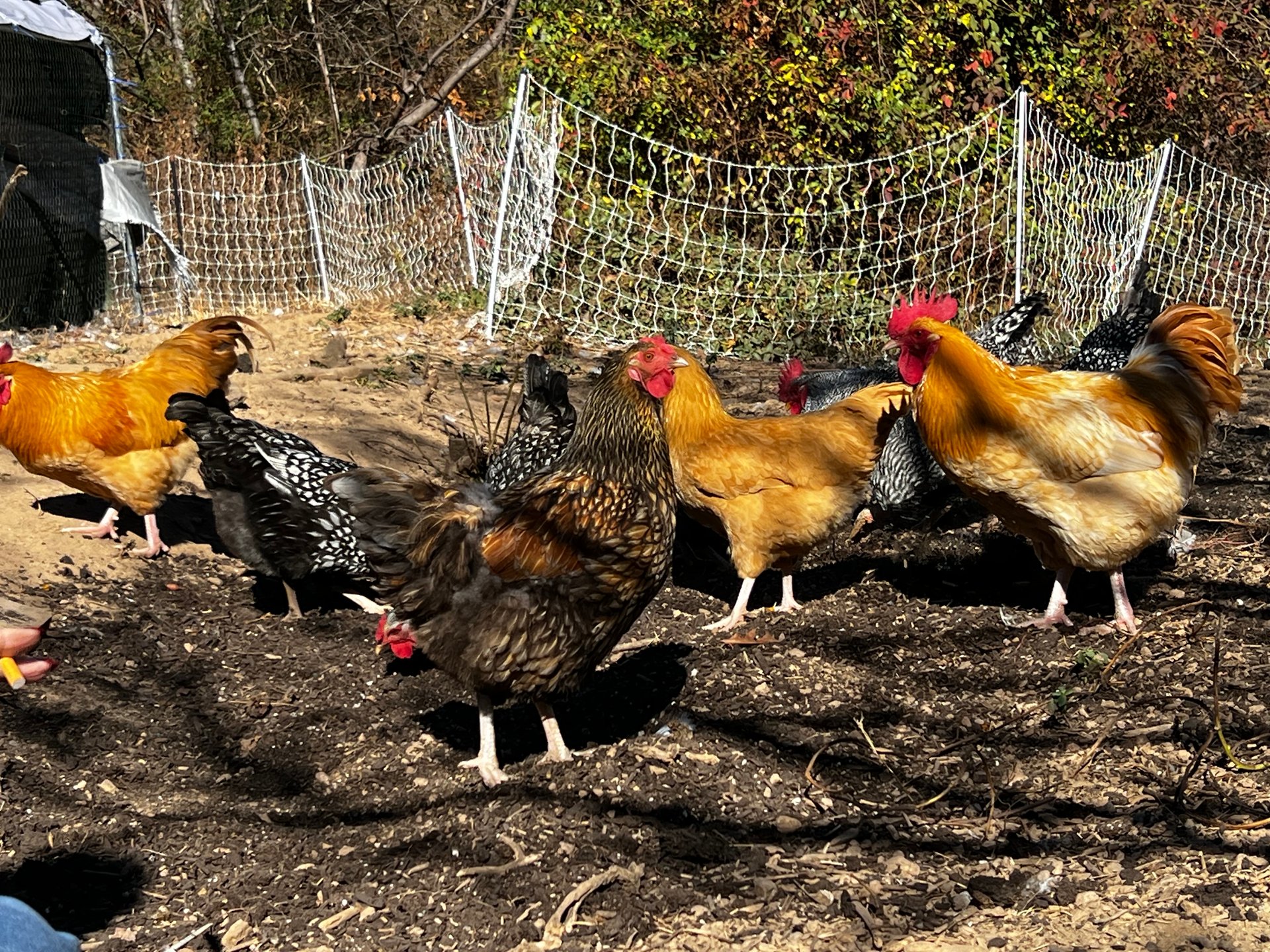 Buff Orpington Roosters on Farmish