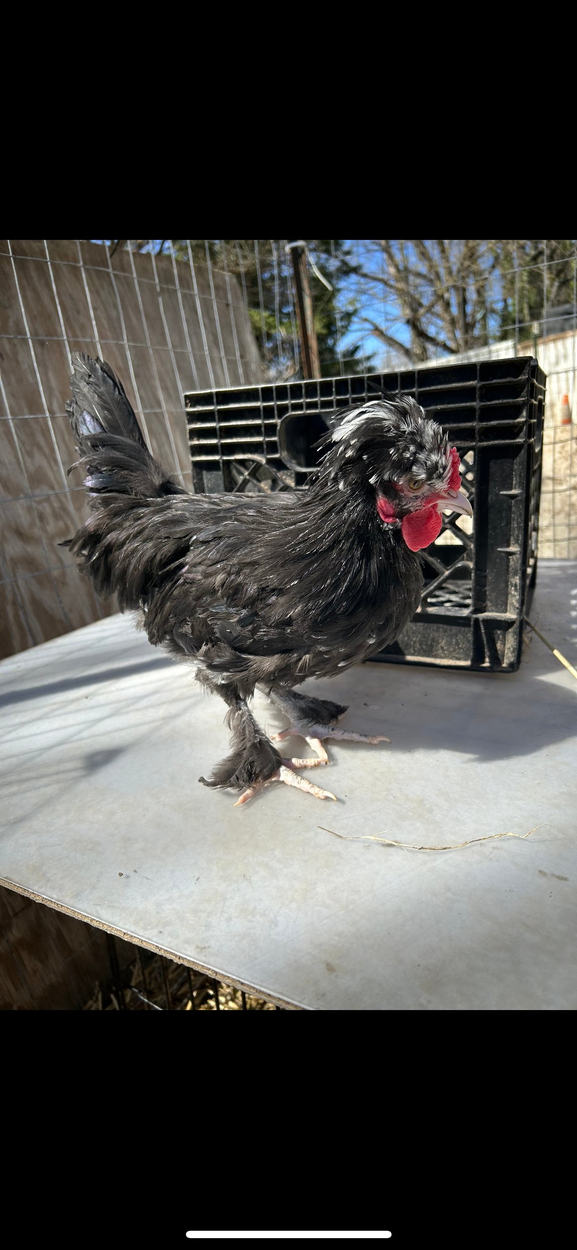 FREE mottled satin rooster. on Farmish