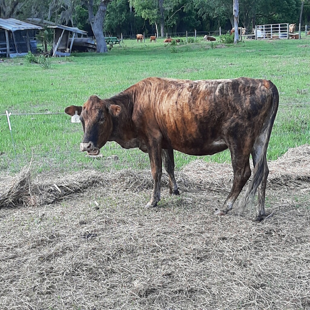 Open/exposed cow $800.00 on Farmish