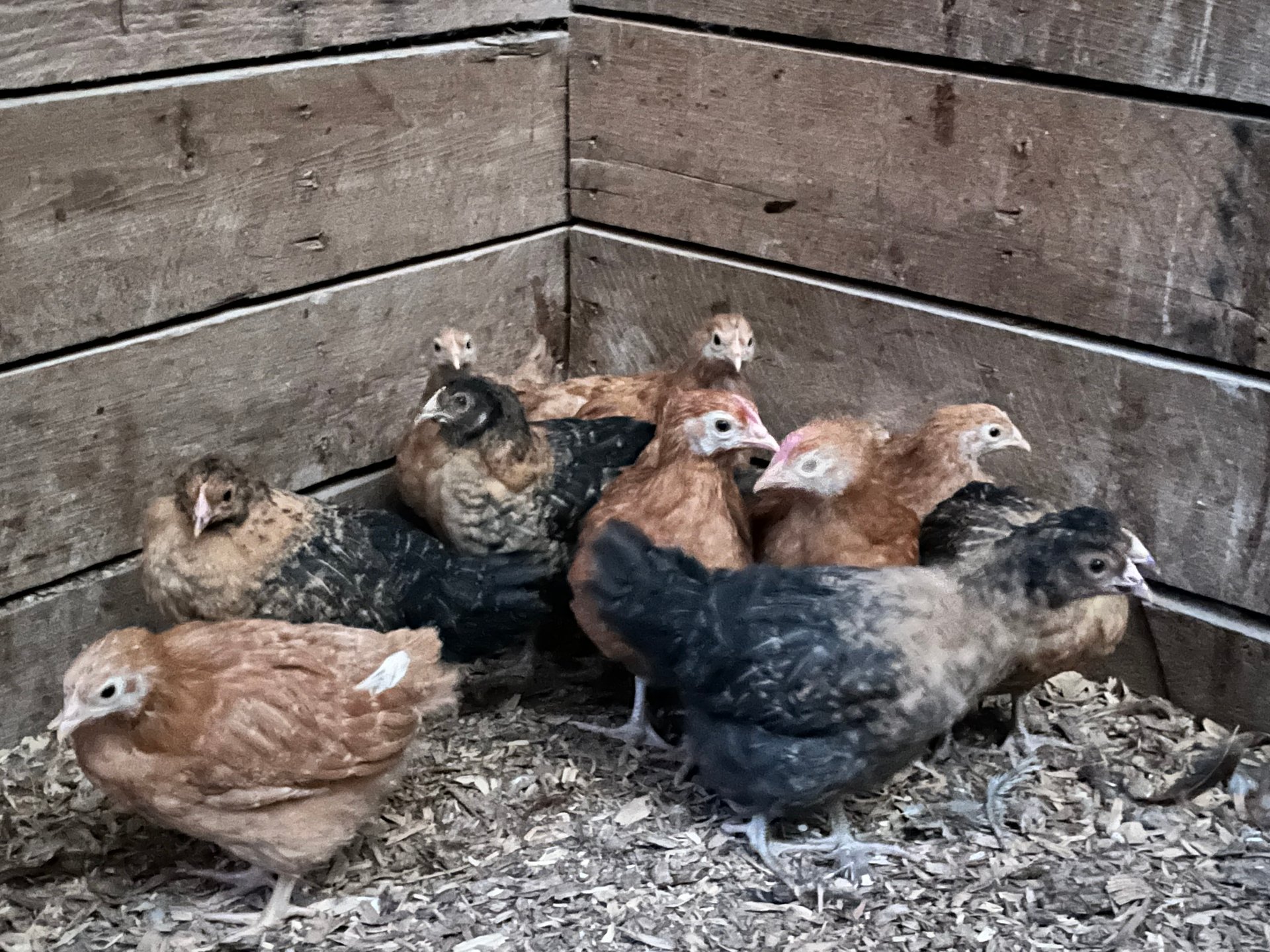 Buff Orpington & Buff Orp Mix Chicks on Farmish