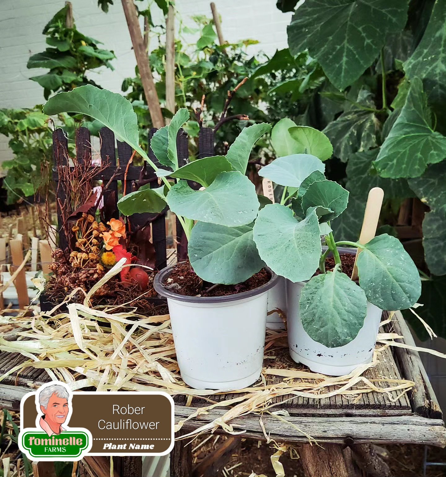 Organic Autumn Veggie Seedlings (09/08) on Farmish