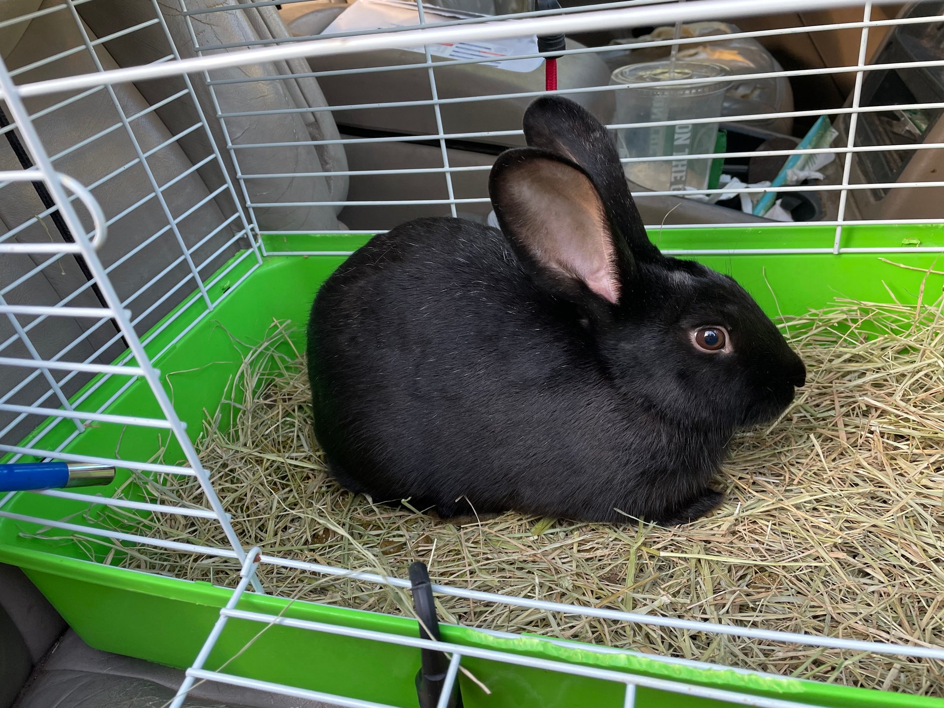 Sell or trade Meat Rabbits on Farmish