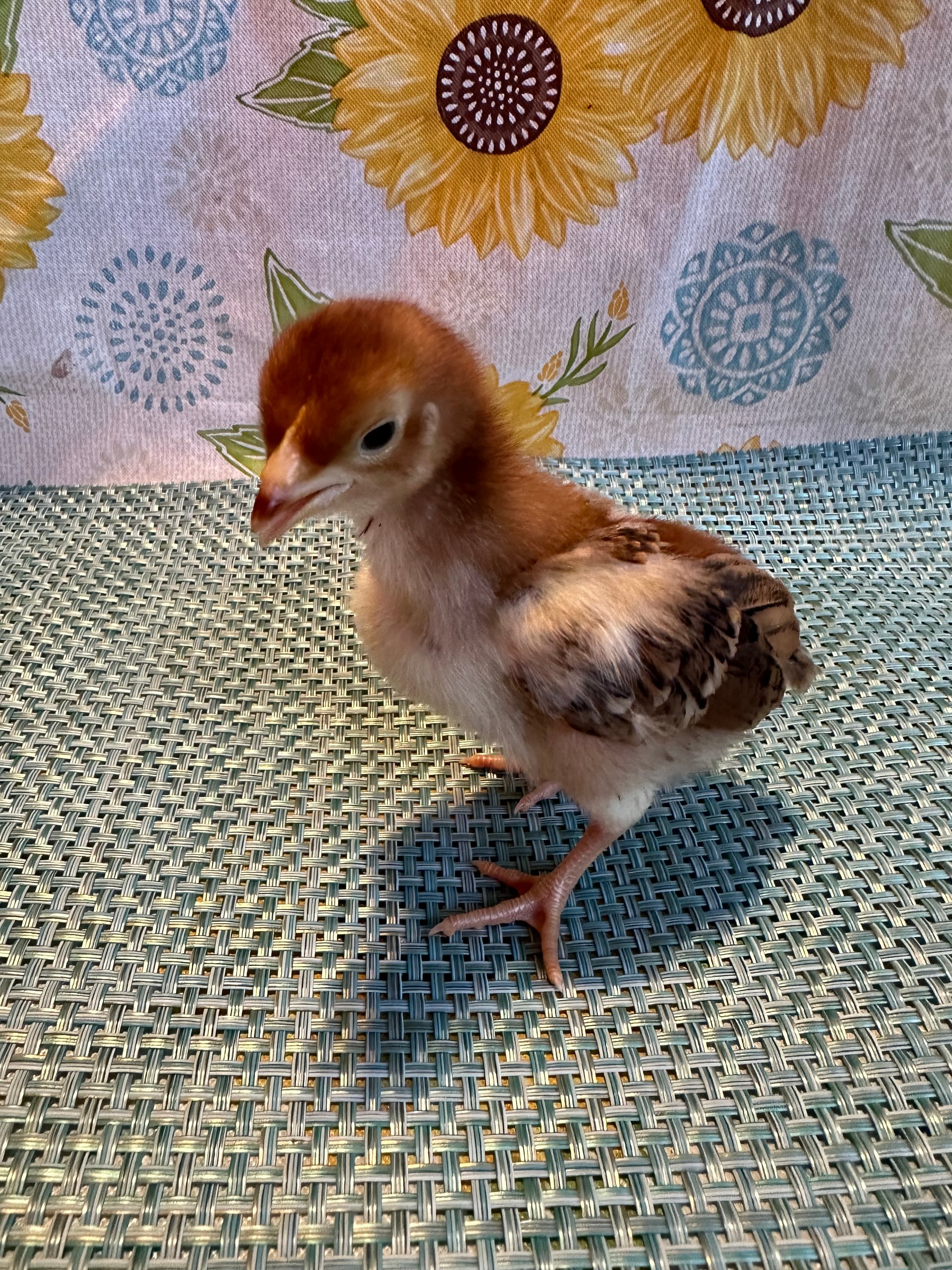Rhode Island Red Hatching 🐣 Eggs on Farmish