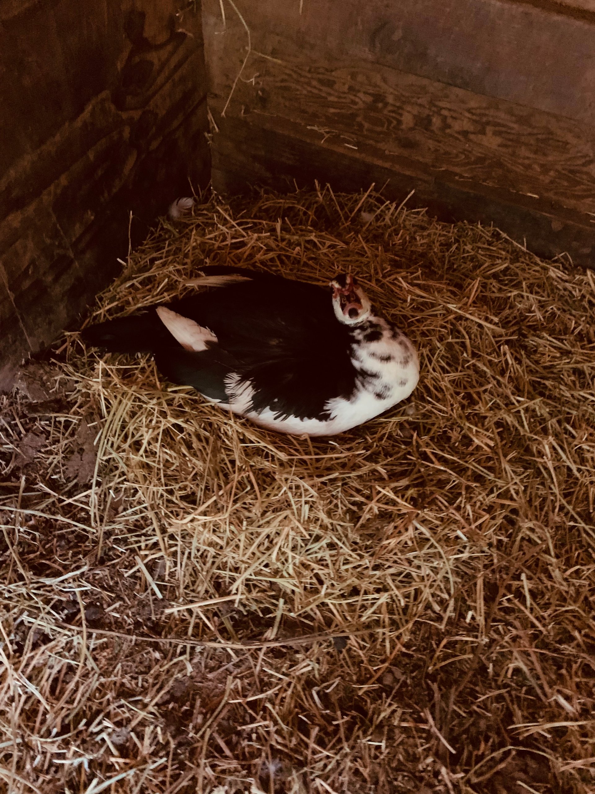 Black Muscovy Drake and Pied Black Hen Pair on Farmish