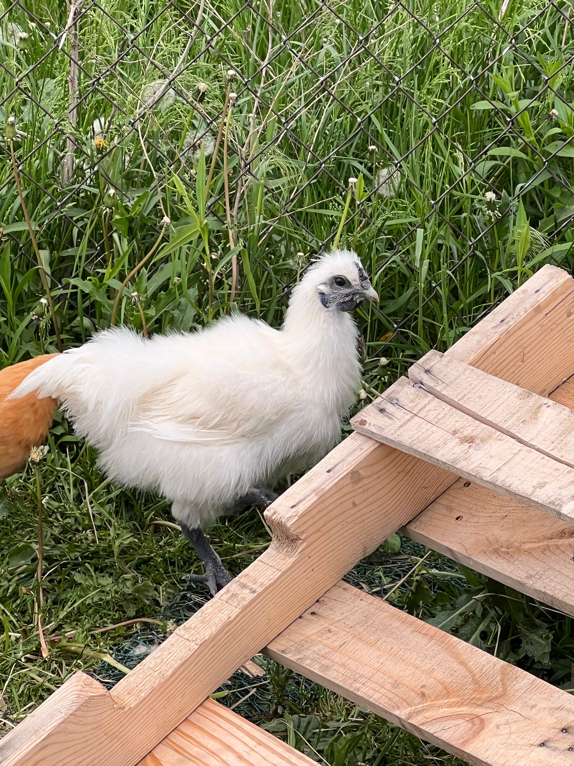 12 week old chicks on Farmish