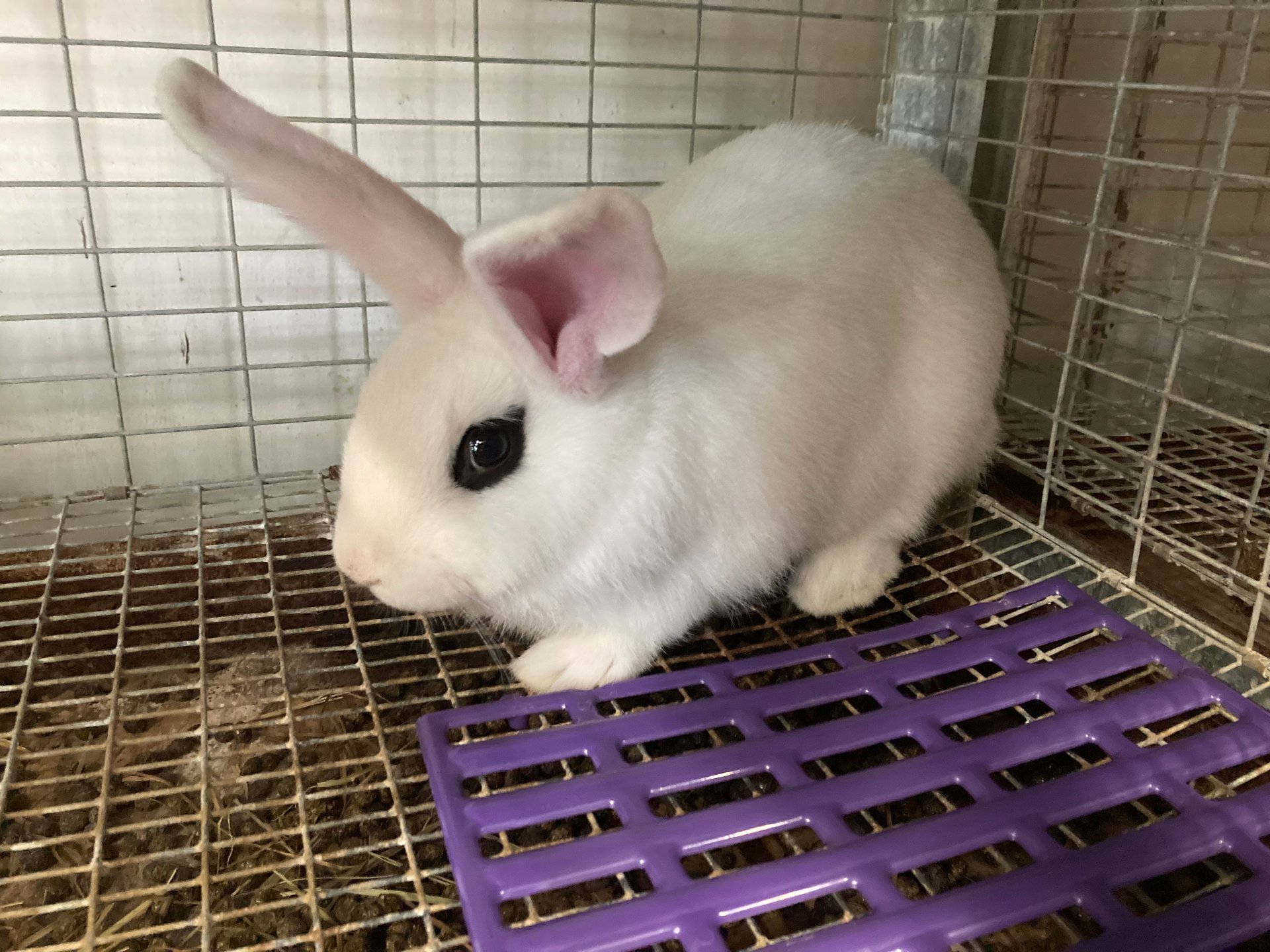 Blanc de Hotot rabbits on Farmish