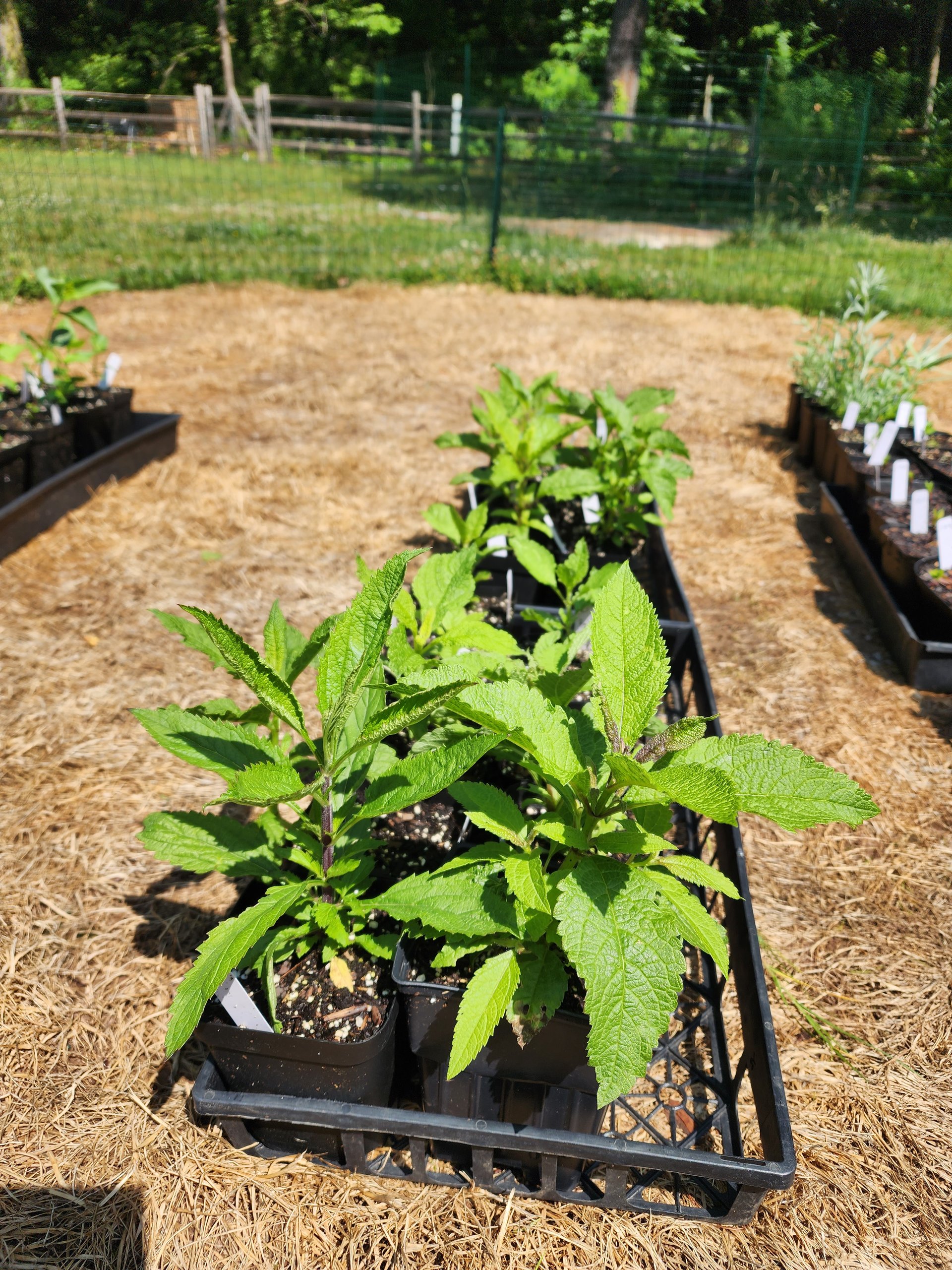 Native Pollinator plants, milkweed, ironweed, joe-pye-weed, asters ...