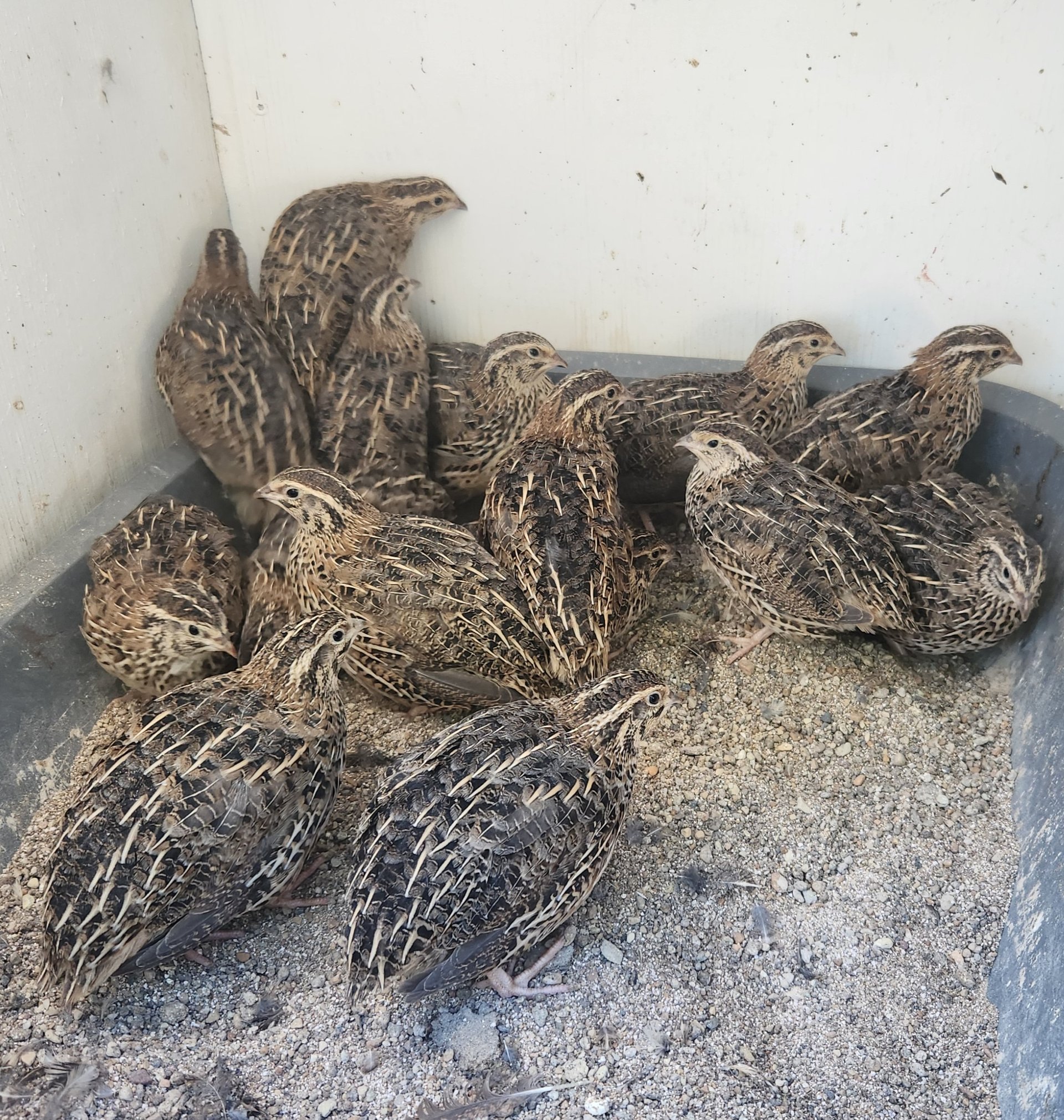 Jumbo Coturnix Quail! 5 weeks old and laying soon! on Farmish