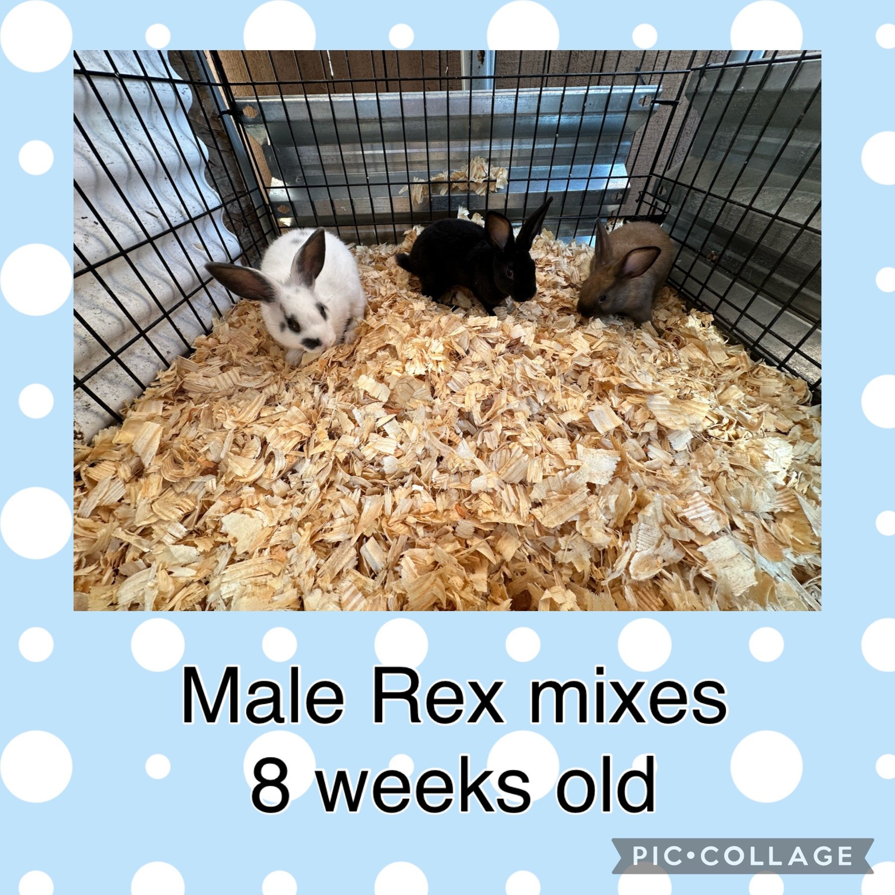 8 week old bunnies on Farmish