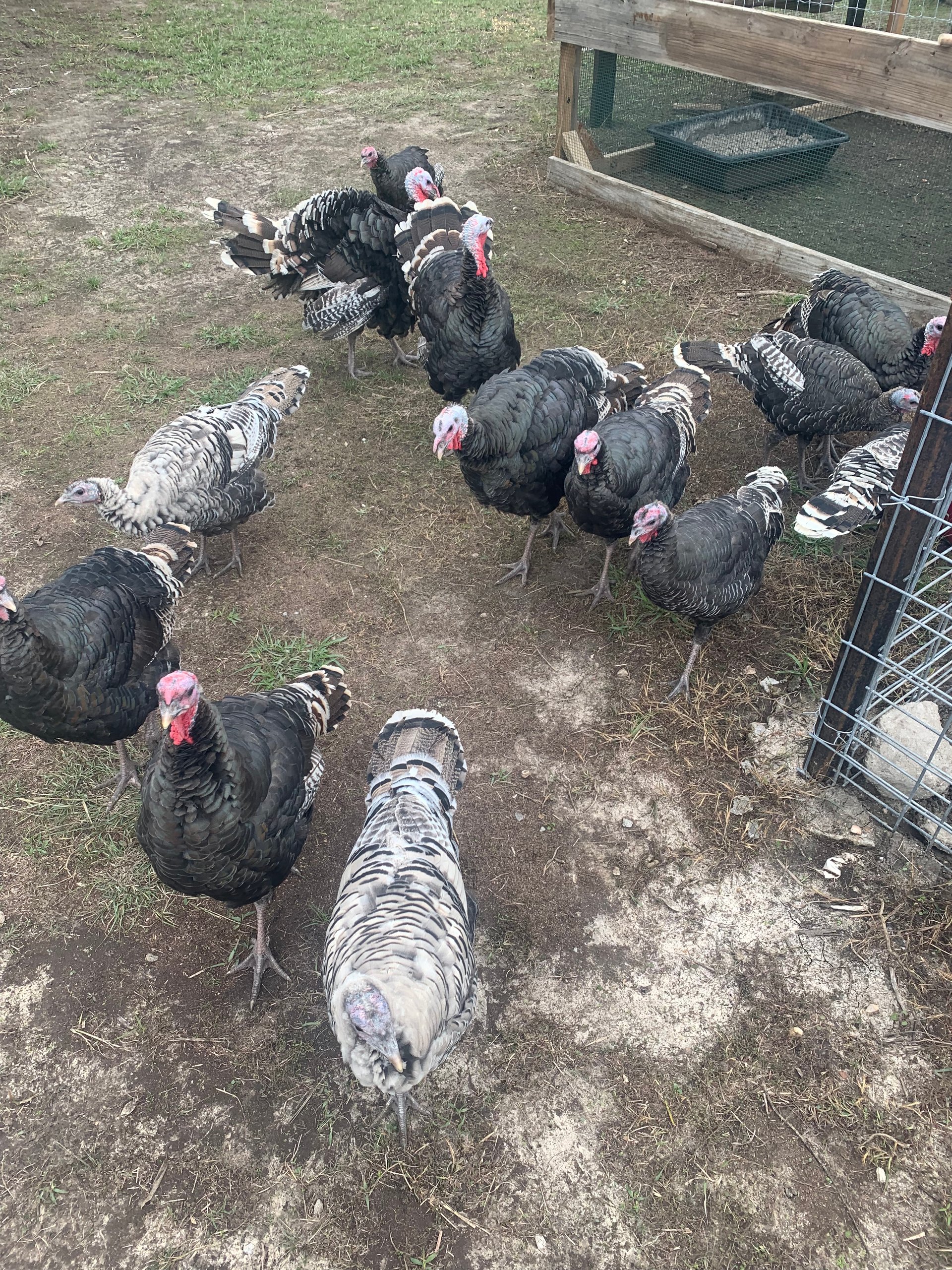 Turkey flock on Farmish
