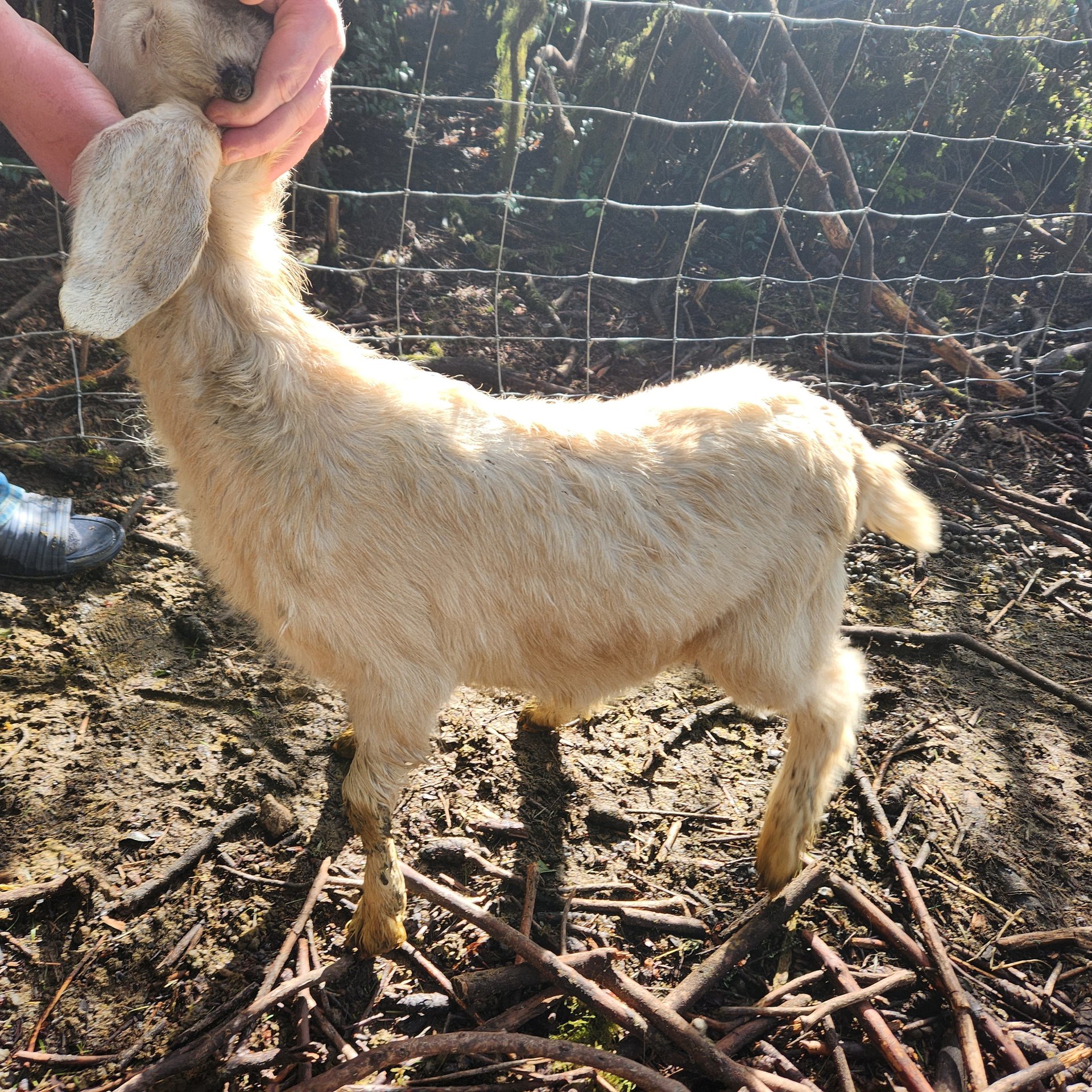 Nubian Buckling on Farmish