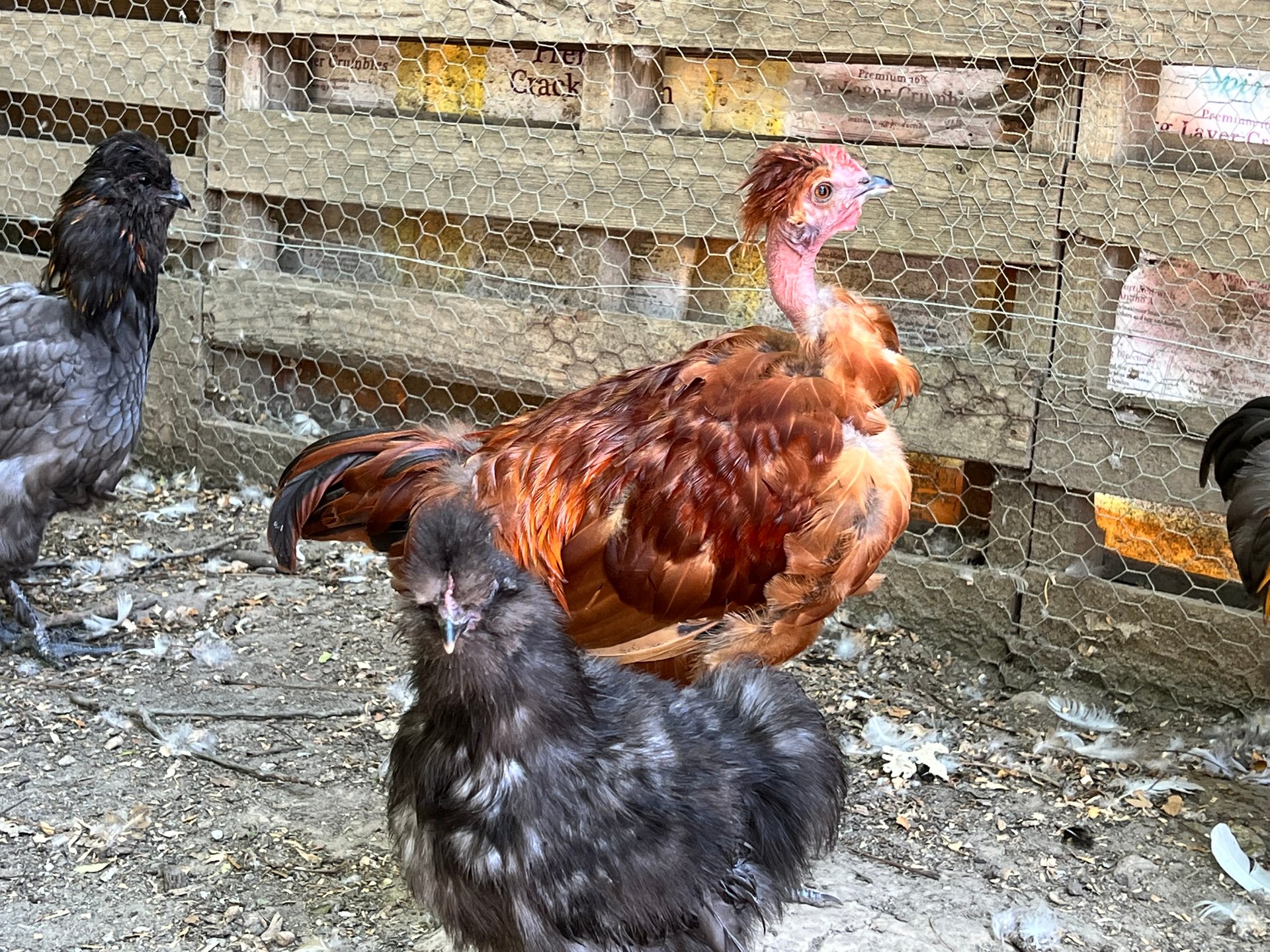 Silkie/Turken Rooster Cross on Farmish