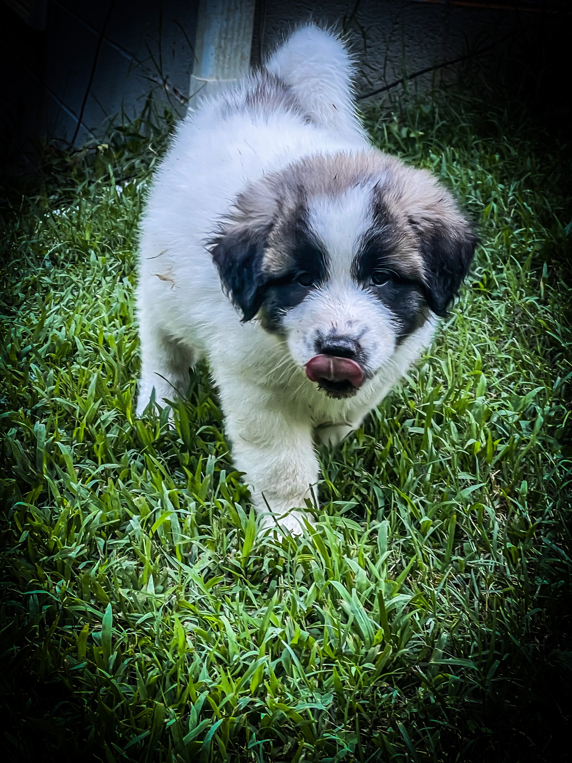 Great Pyrenees / Kangal Cross Livestock Guardian Puppies on Farmish