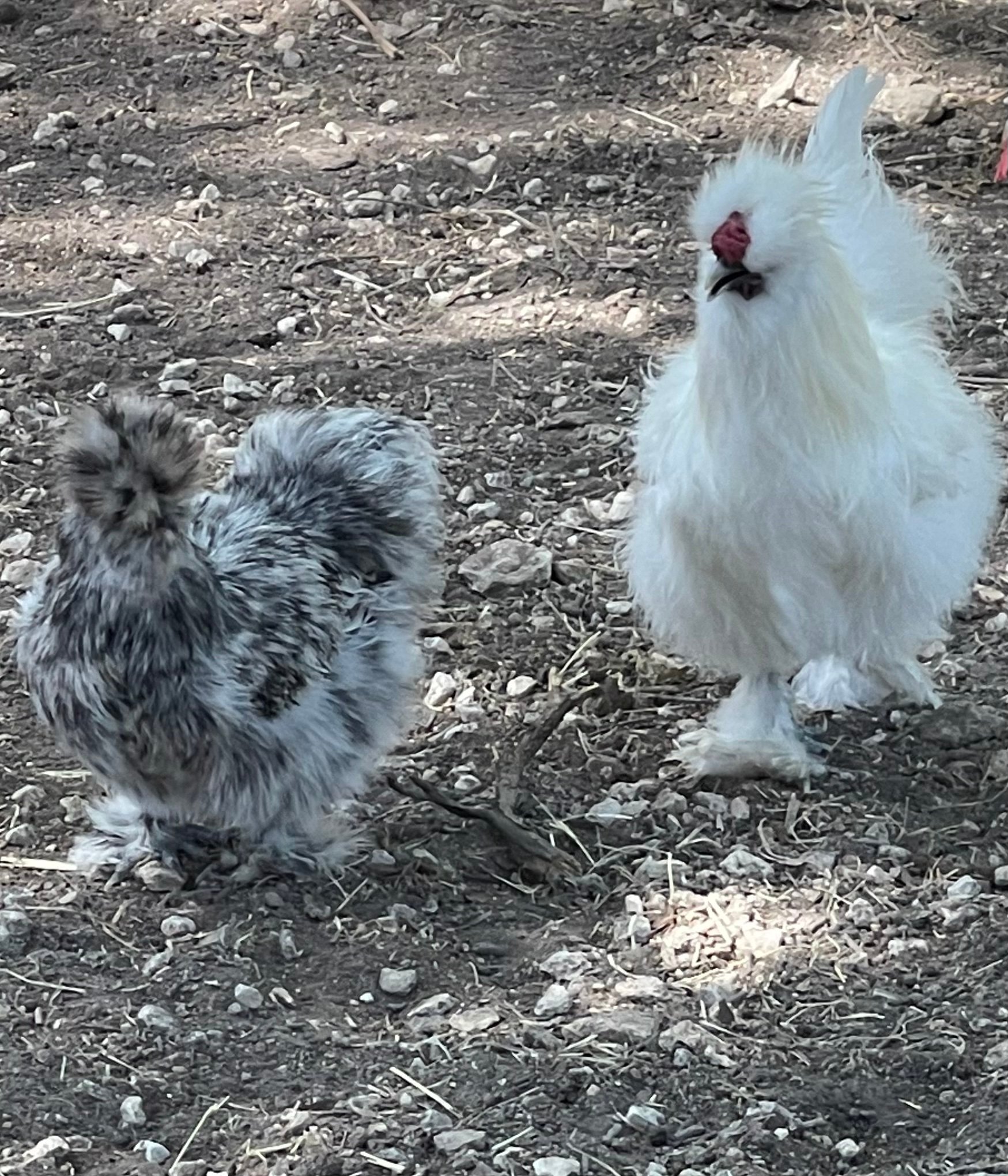 6 Fertilized Silkie & Polish/Silkie Hatching eggs for your incubator or ...