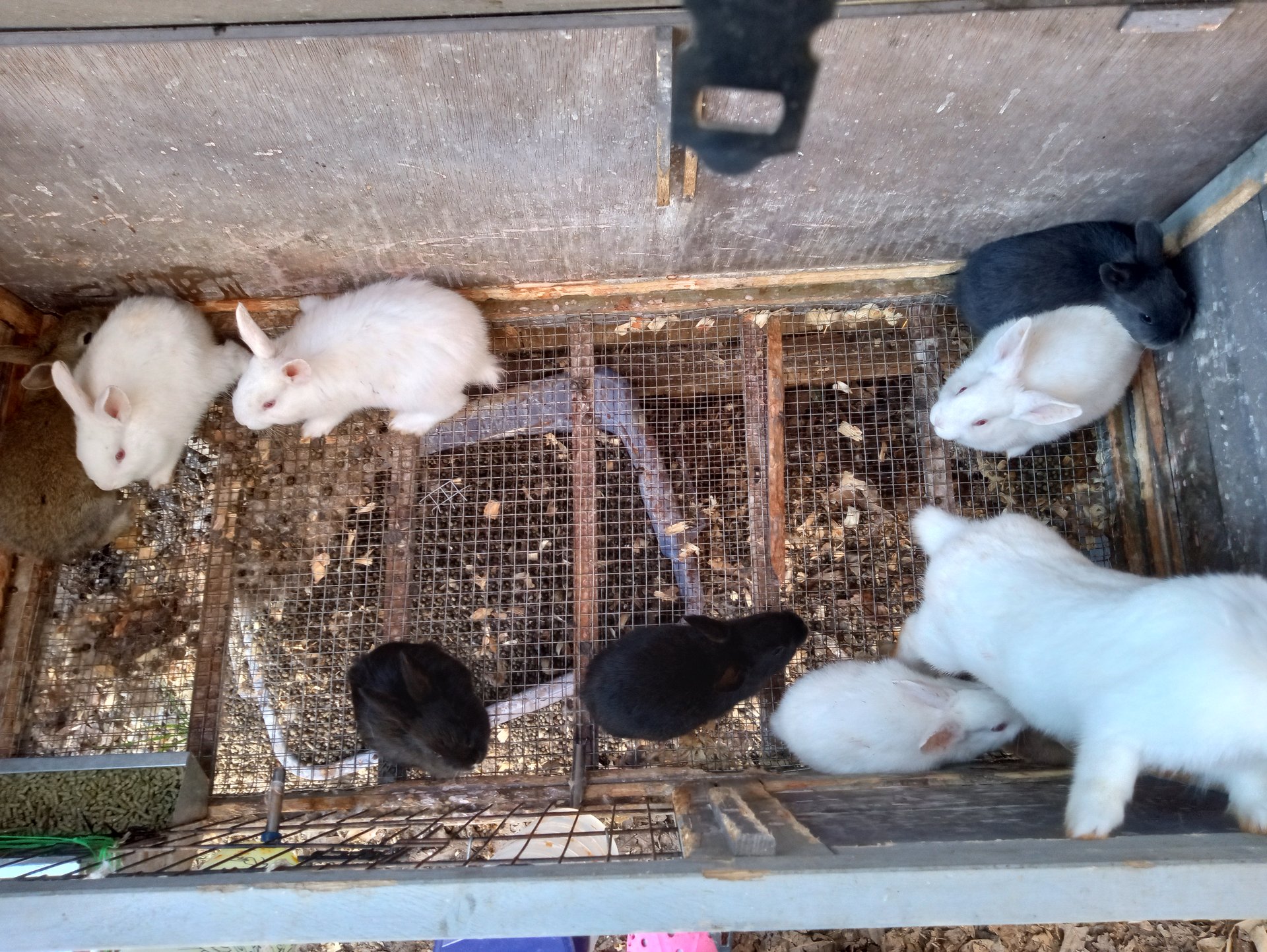 Mix Rabbits on Farmish