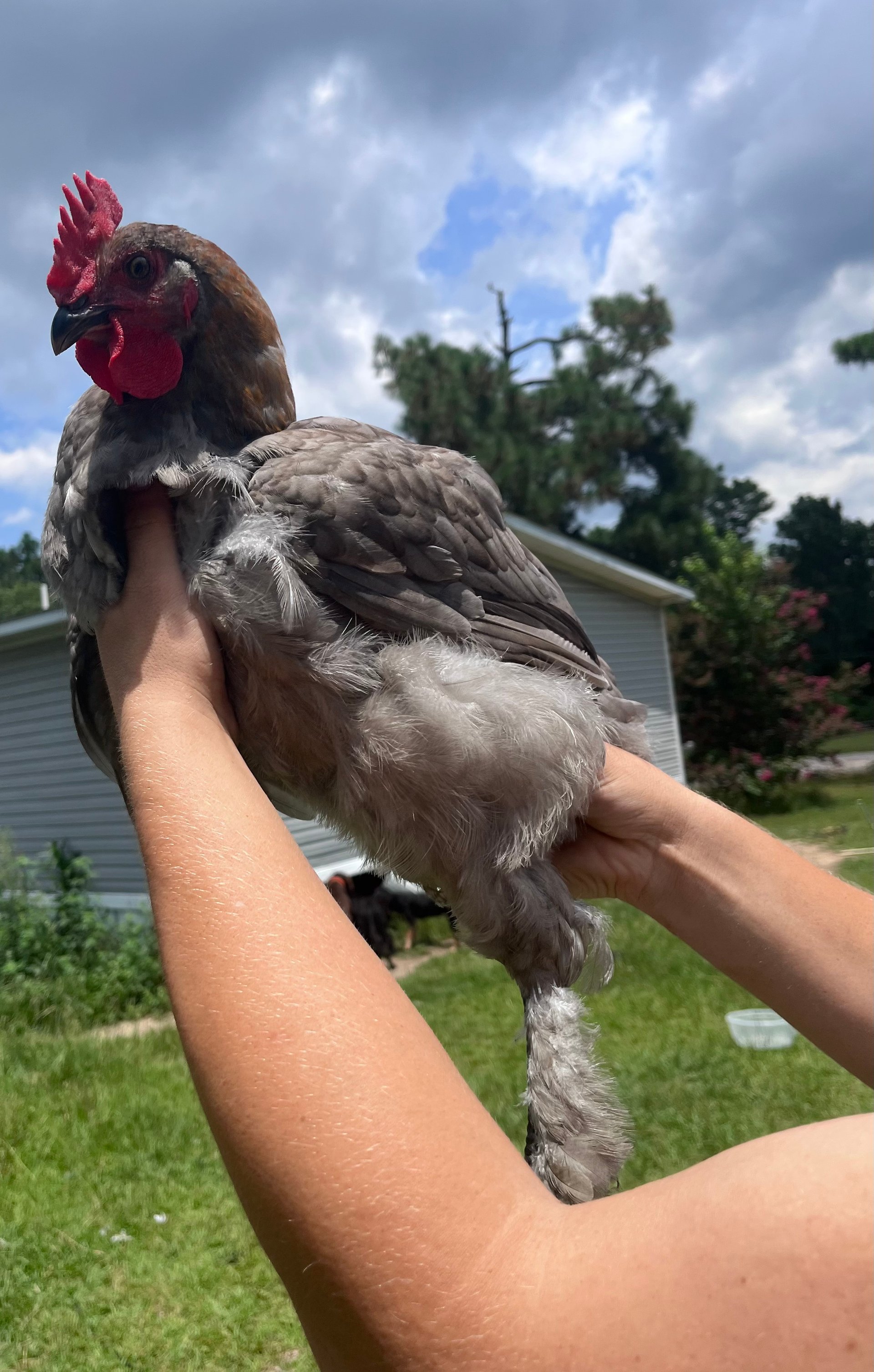 Roosters for sale!! on Farmish