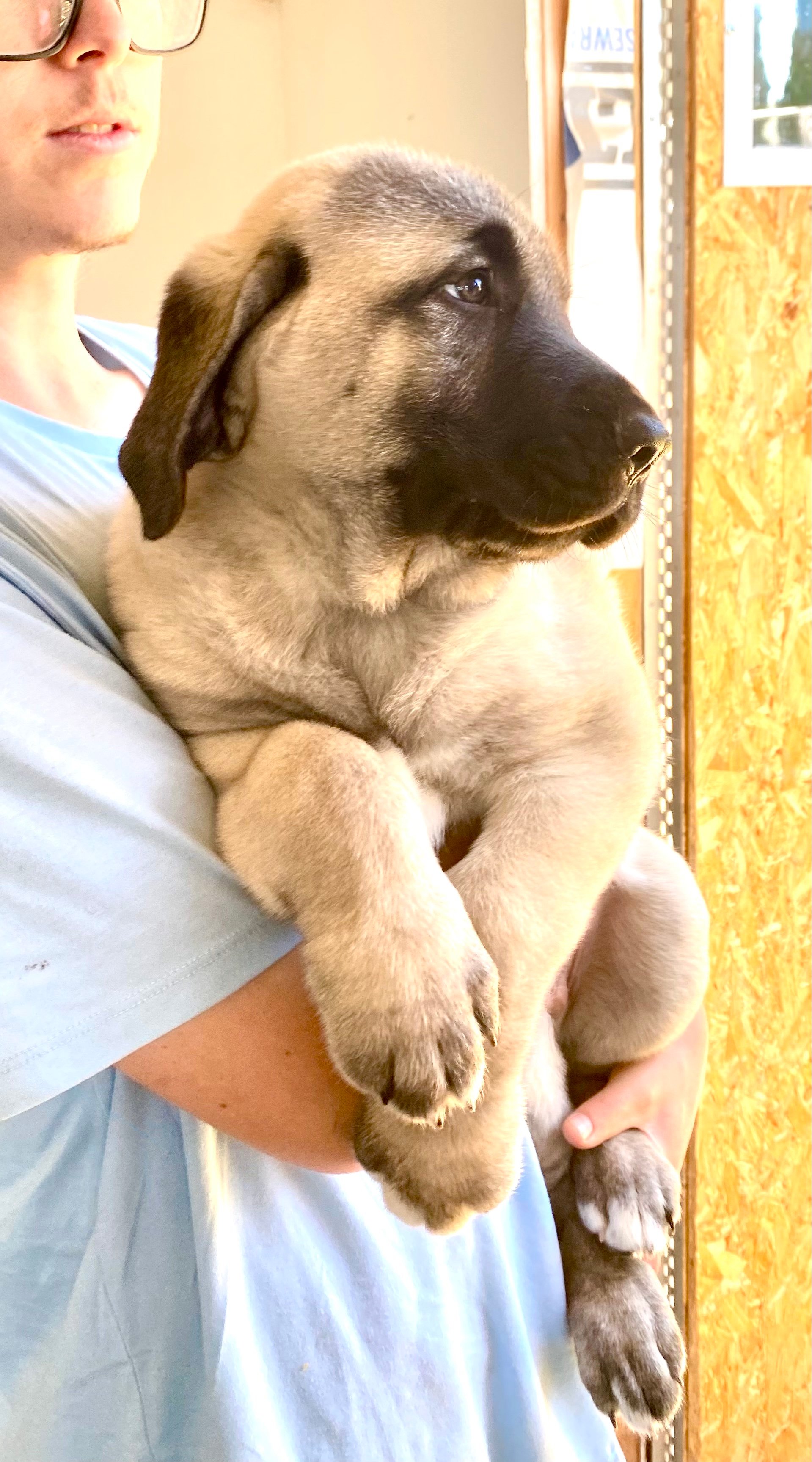 Purebred Kangal Puppies on Farmish