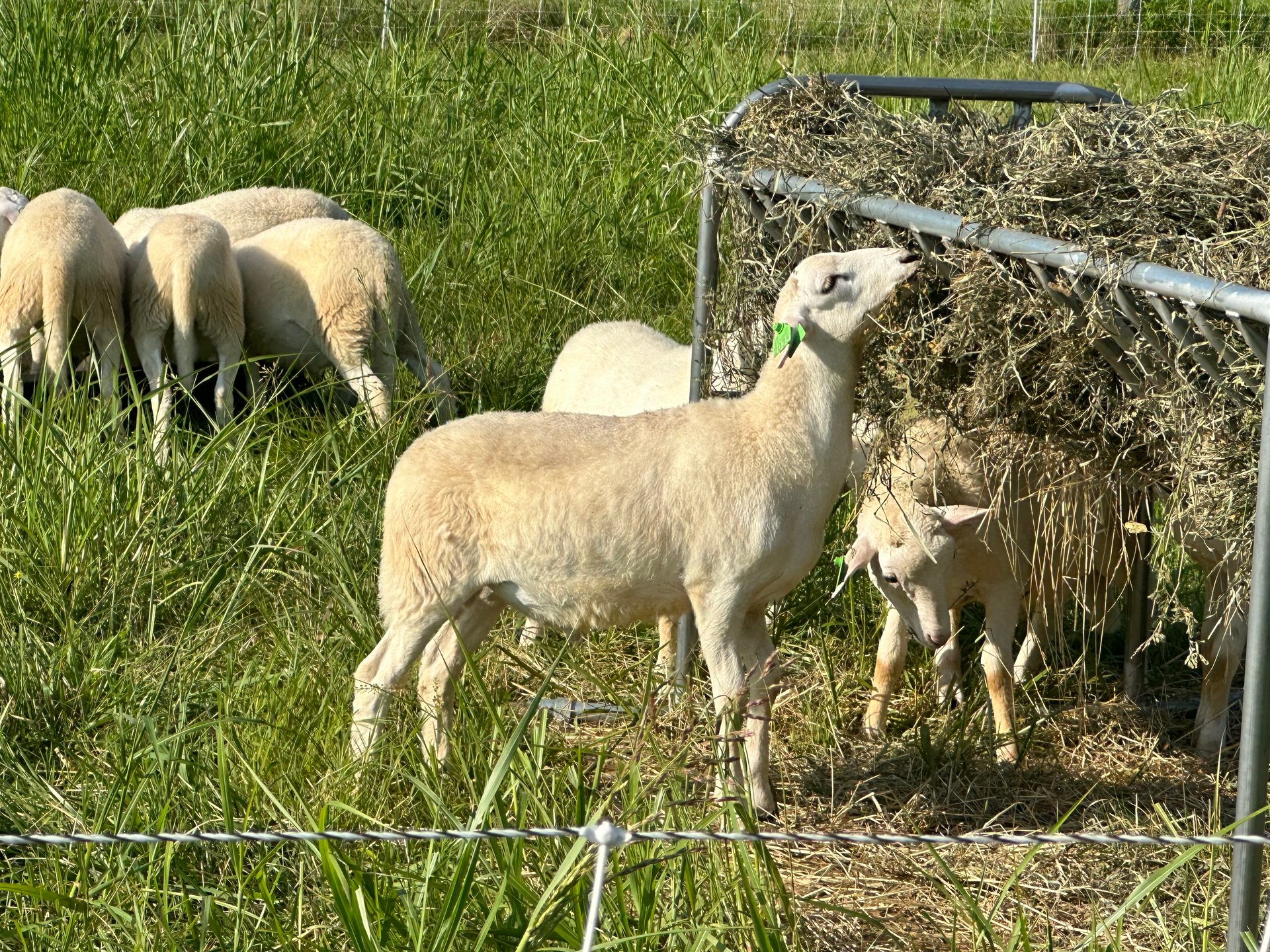 ST. CROIX x KATAHDIN RAM LAMBS on Farmish