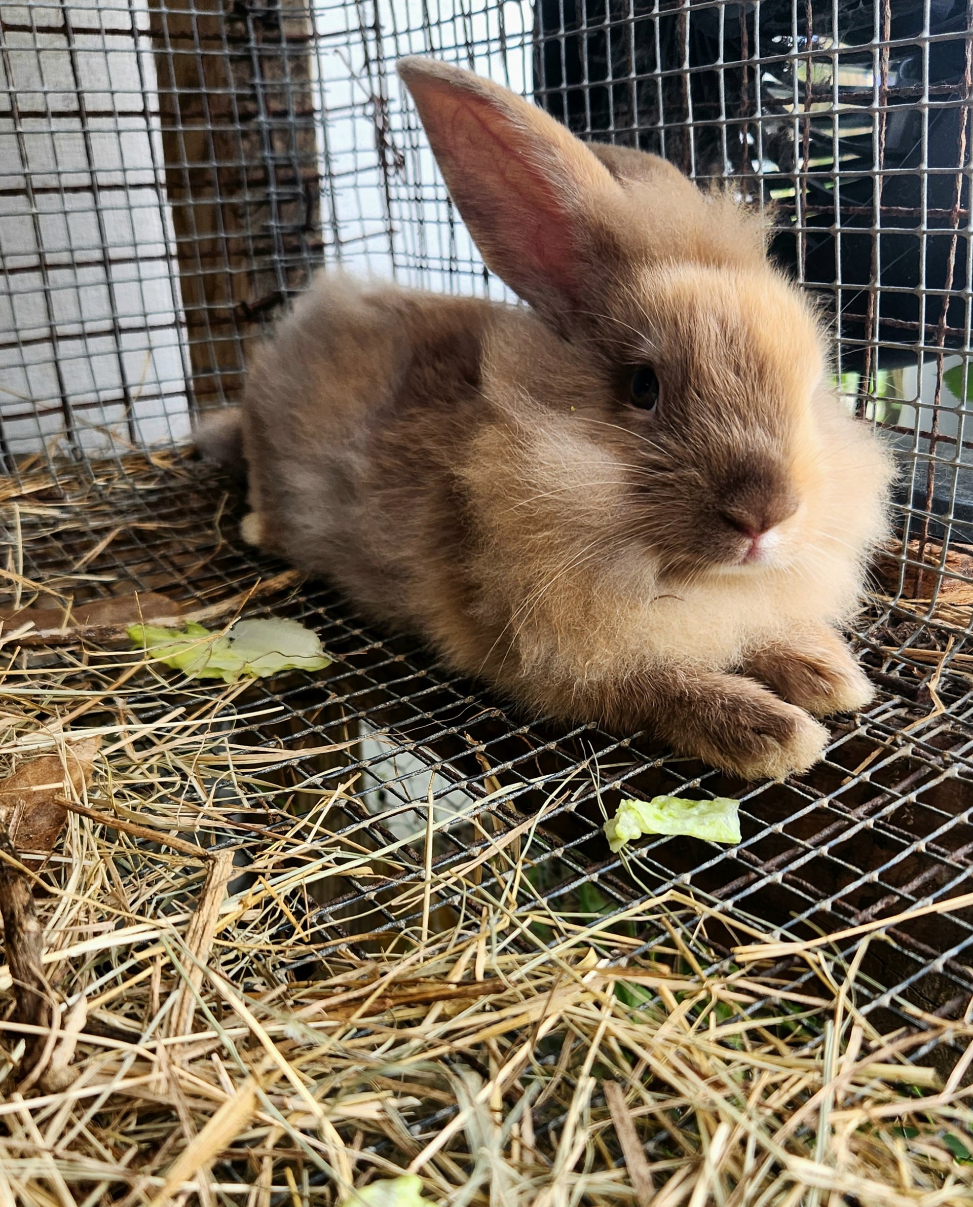 Lionhead Bunnies Now Available! on Farmish