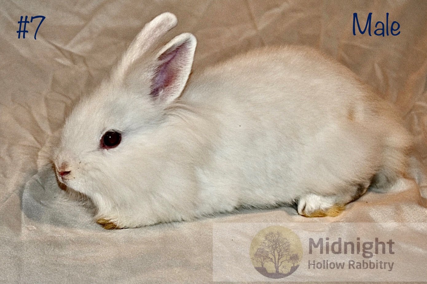Rabbits for sale on Farmish