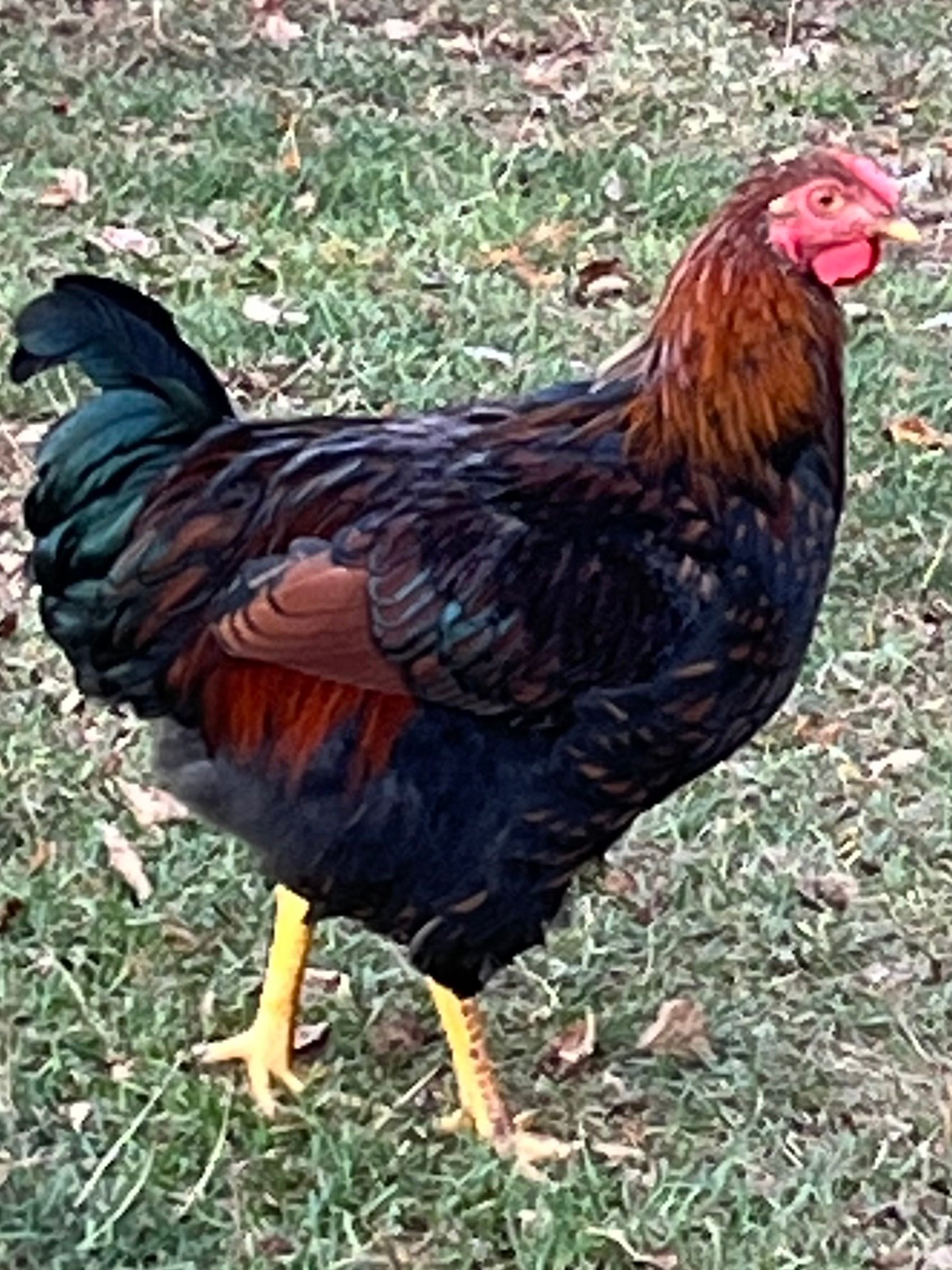 Blue laced red wyandotte rooster on Farmish