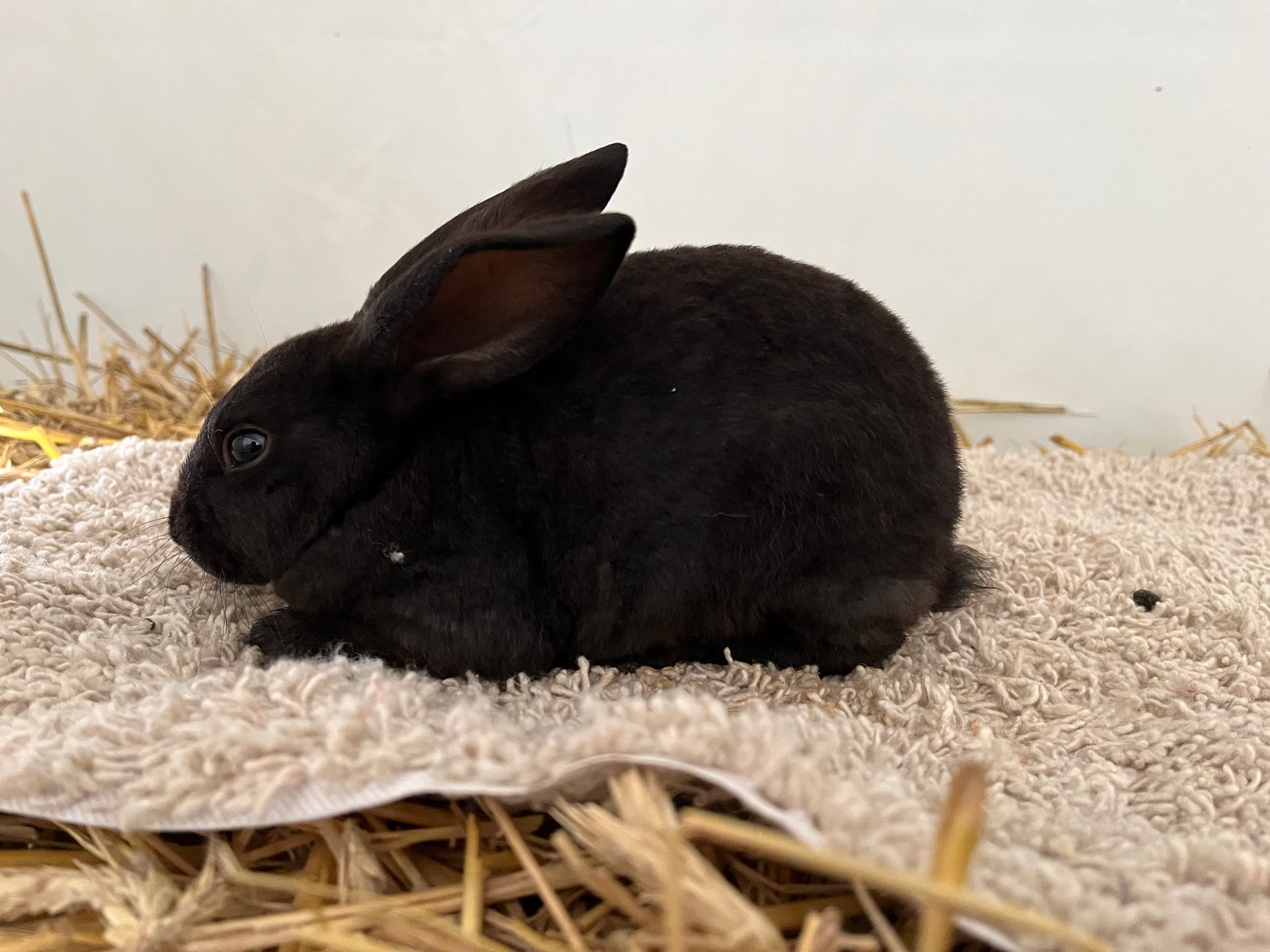 Pedigree Rex Rabbits on Farmish