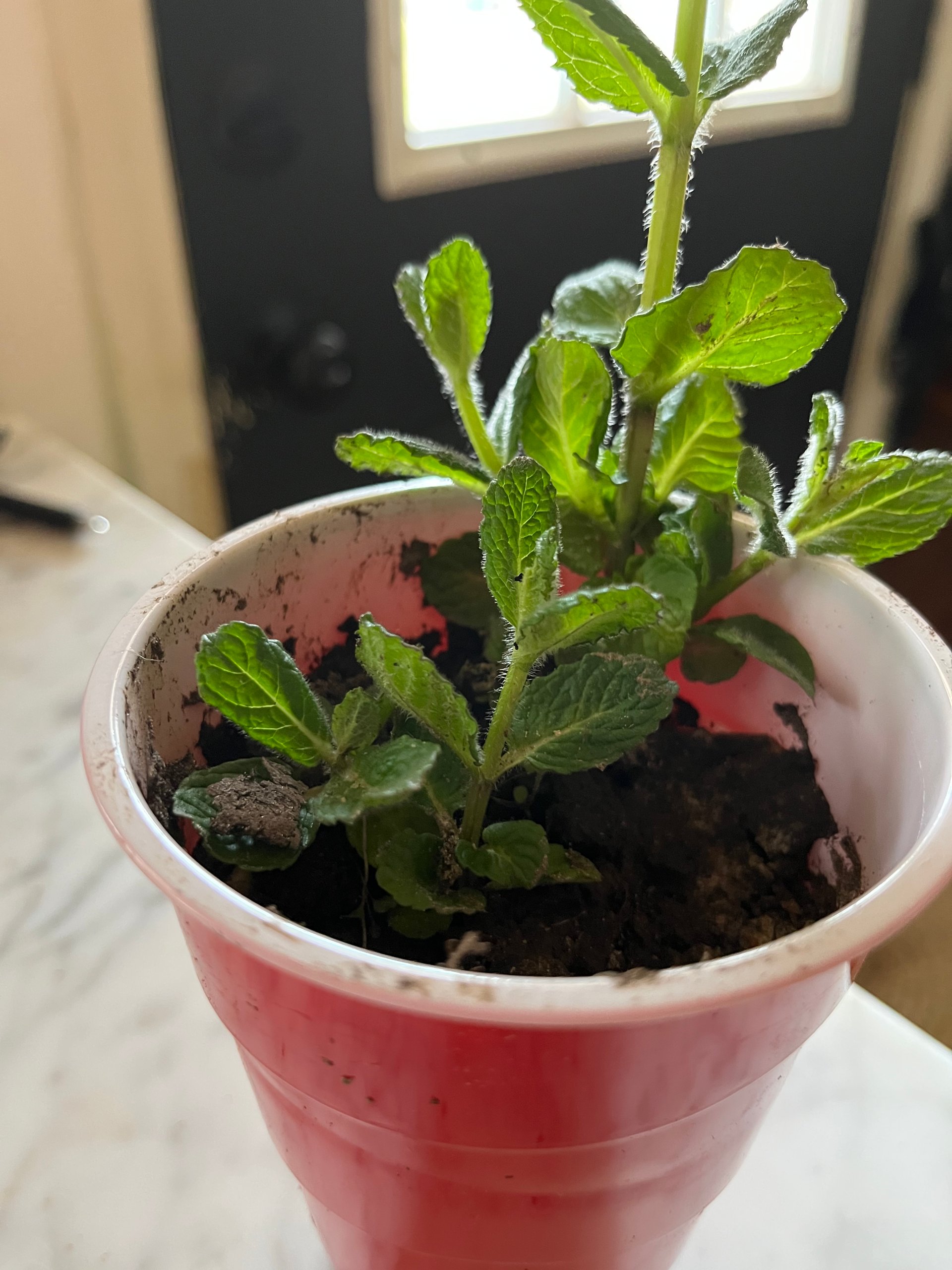 Apple Mint plant on Farmish