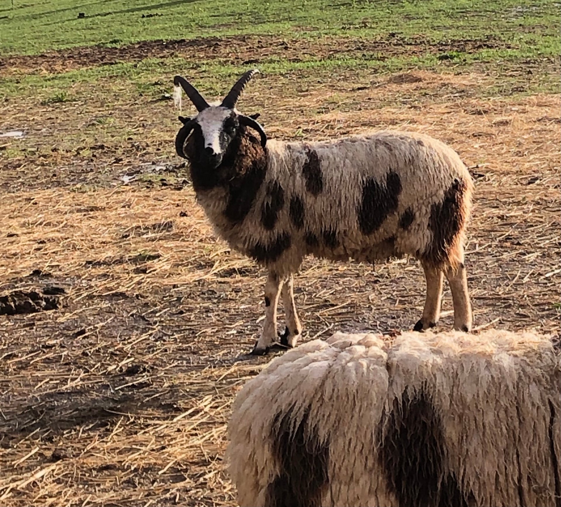 Jacob Wether Sheep on Farmish