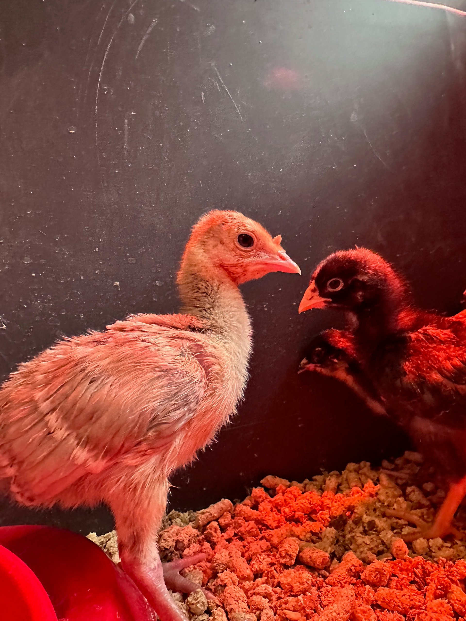 Bourbon Red Turkey Poults on Farmish