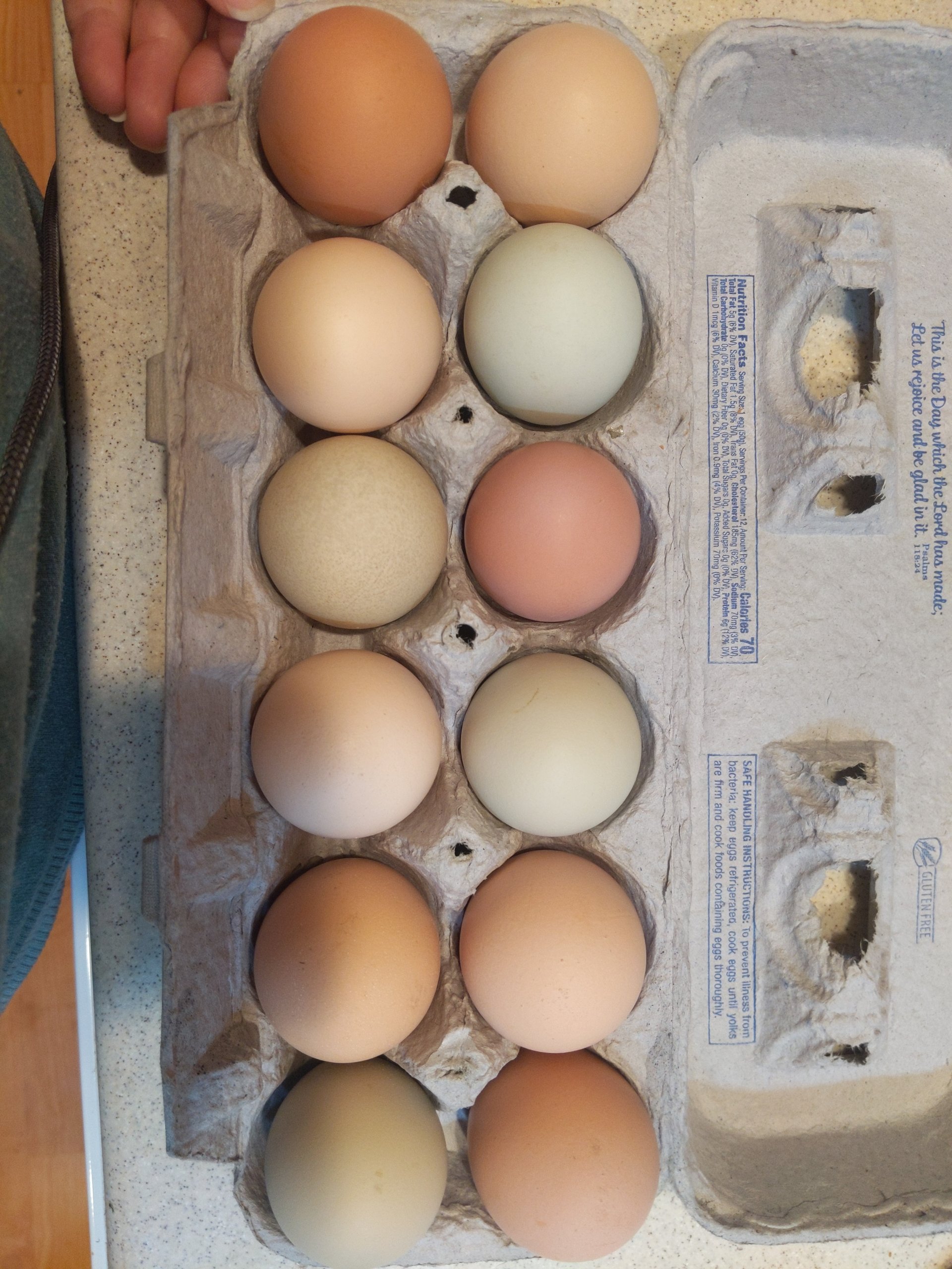 Farm fresh free range chicken eggs on Farmish